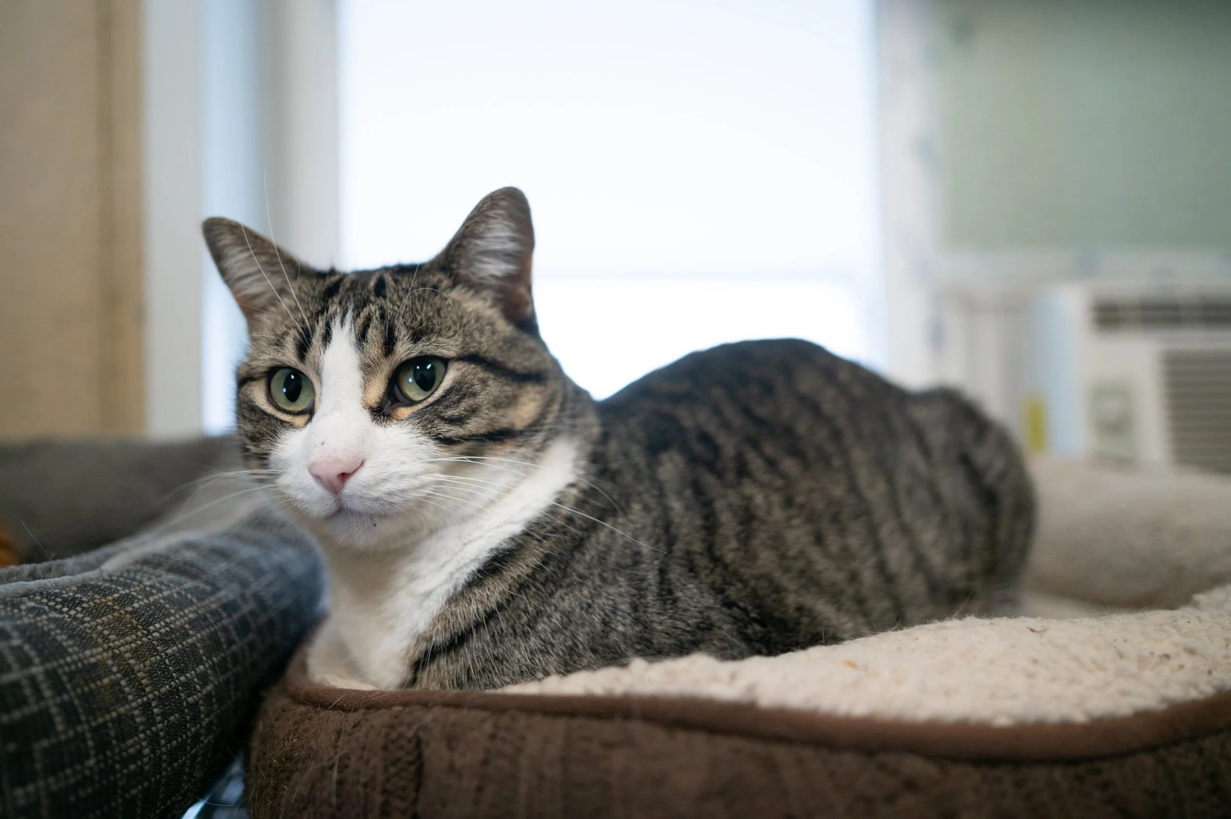 Meet & Sponsor an Animal — Spring Farm Sanctuary