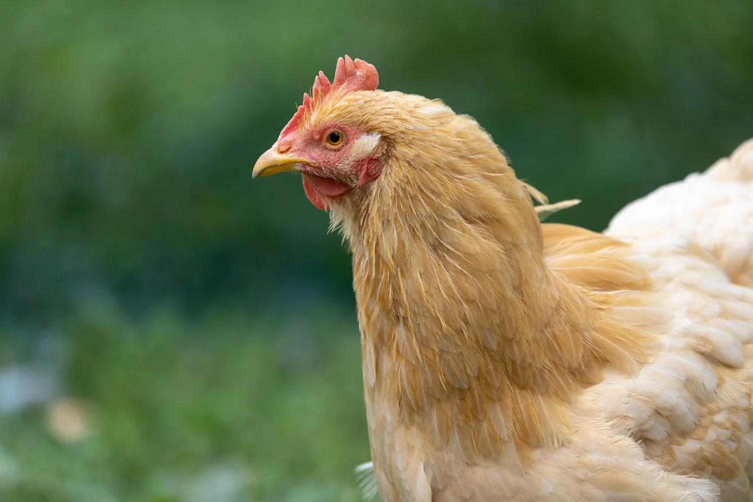 Wilma — Spring Farm Sanctuary