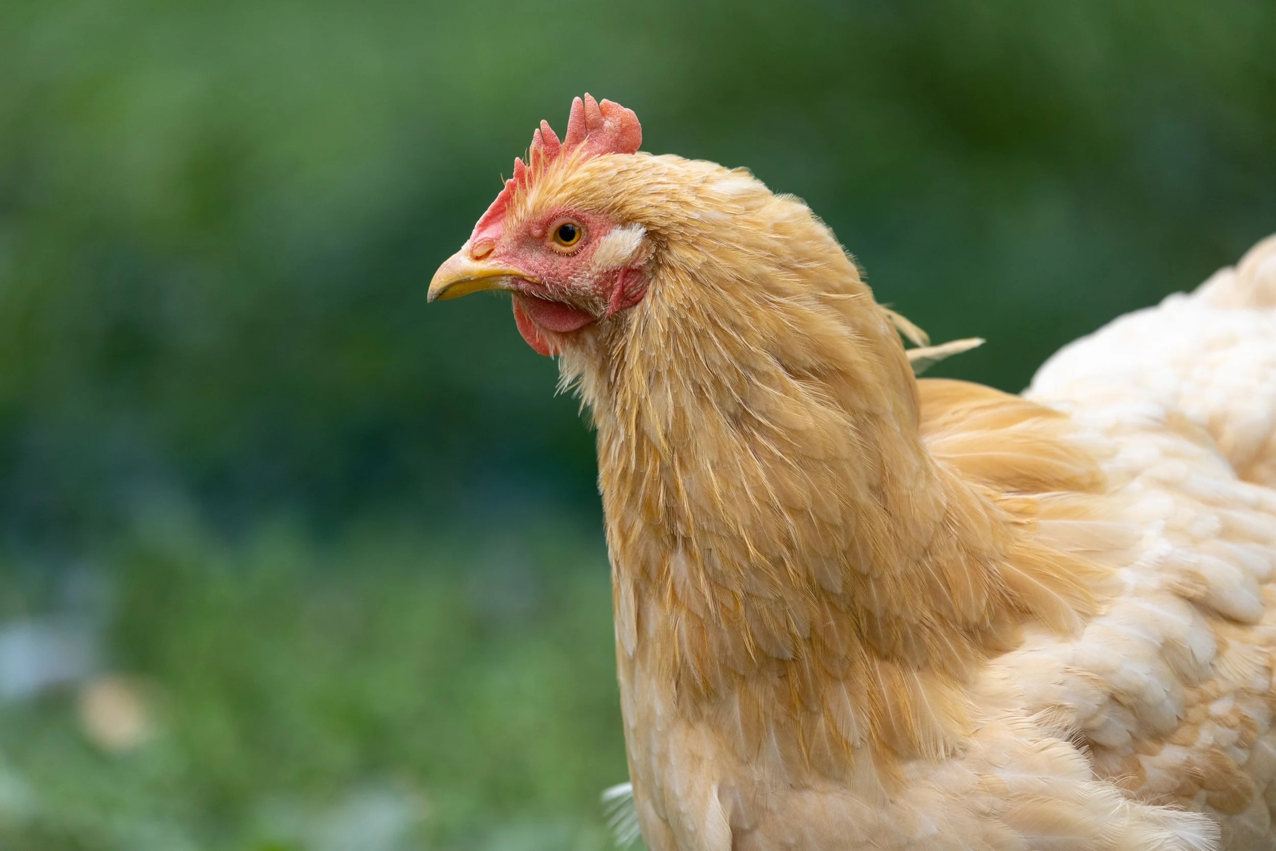 Wilma — Spring Farm Sanctuary