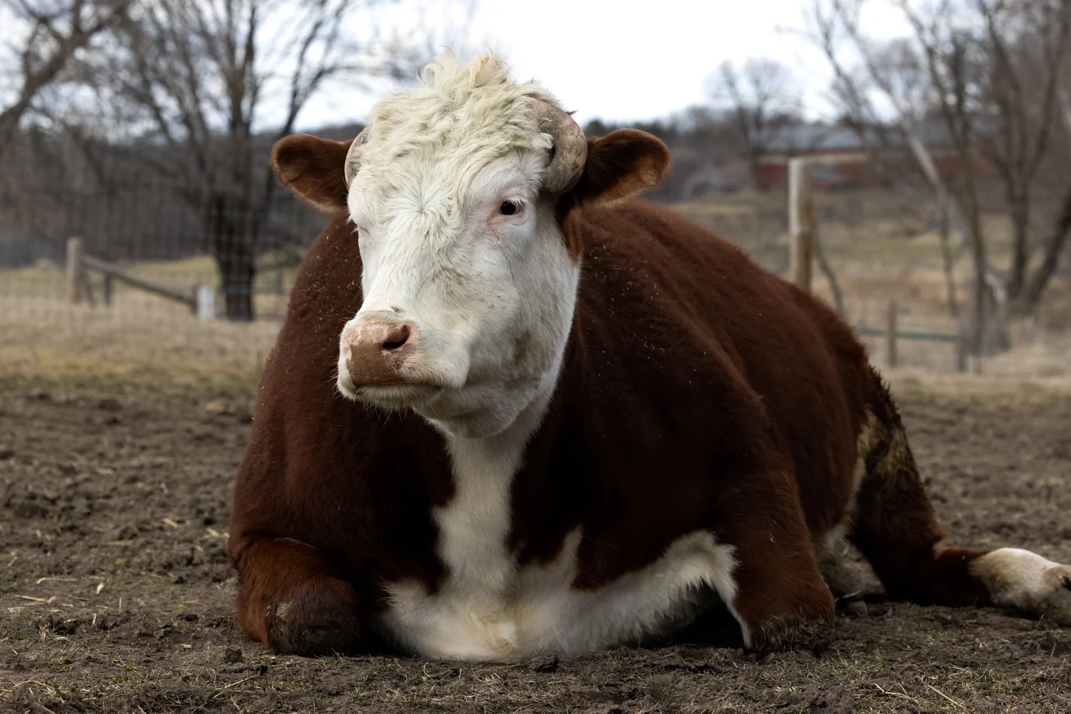 Pete — Spring Farm Sanctuary