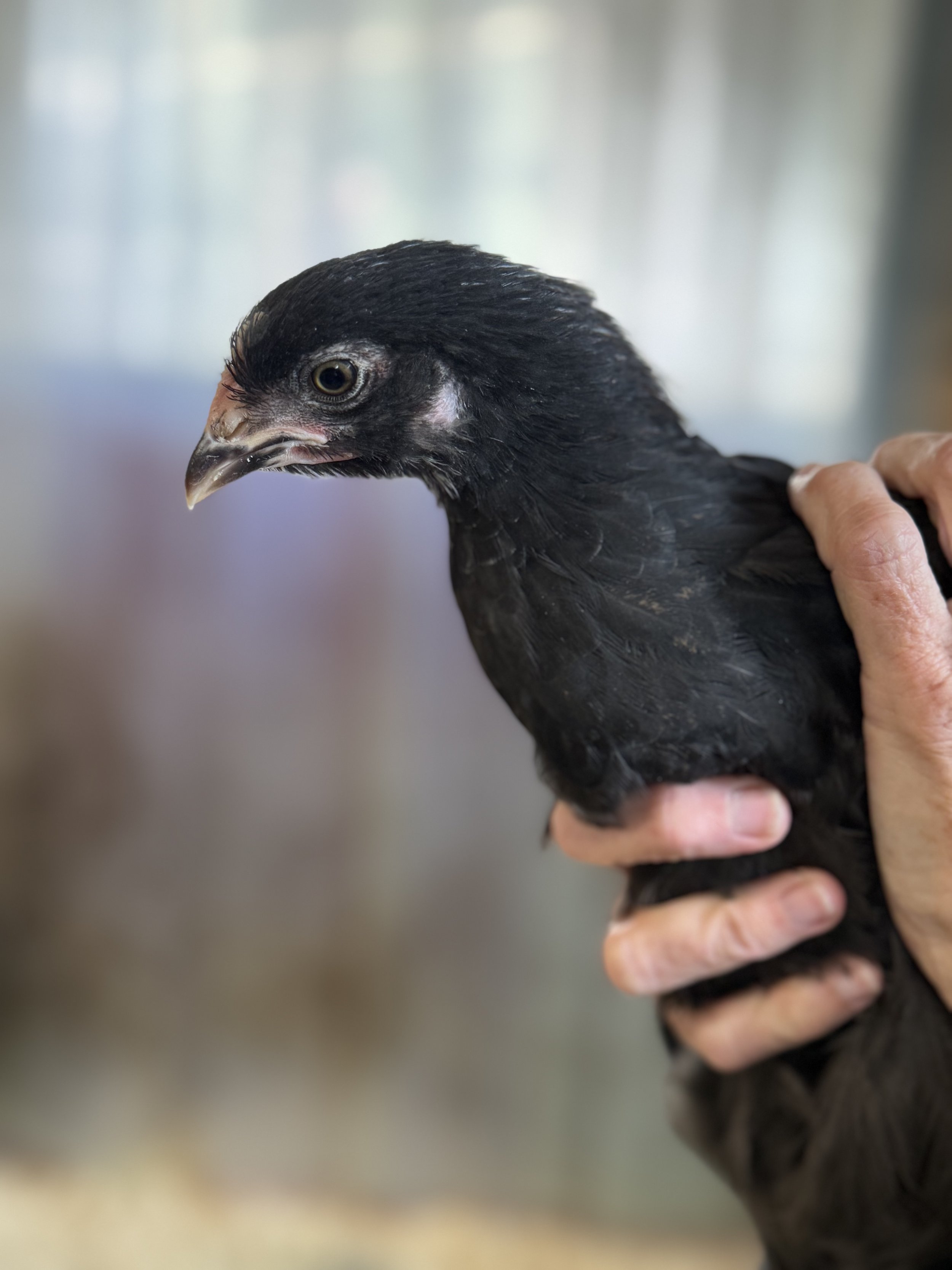 Sponsor an Animal — Spring Farm Sanctuary