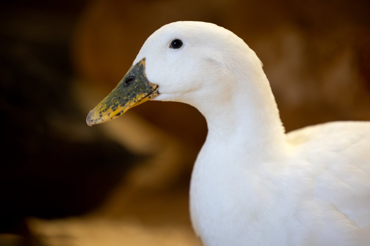 Meet & Sponsor an Animal — Spring Farm Sanctuary