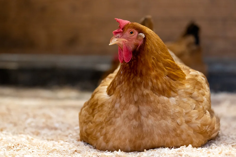 Lucy — Spring Farm Sanctuary