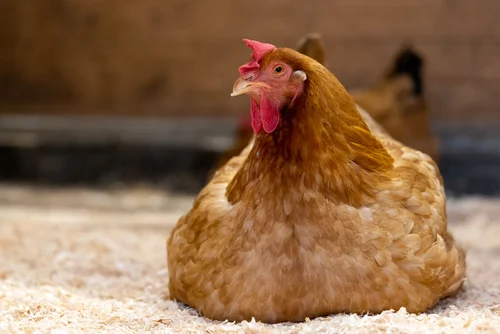 Lucy — Spring Farm Sanctuary