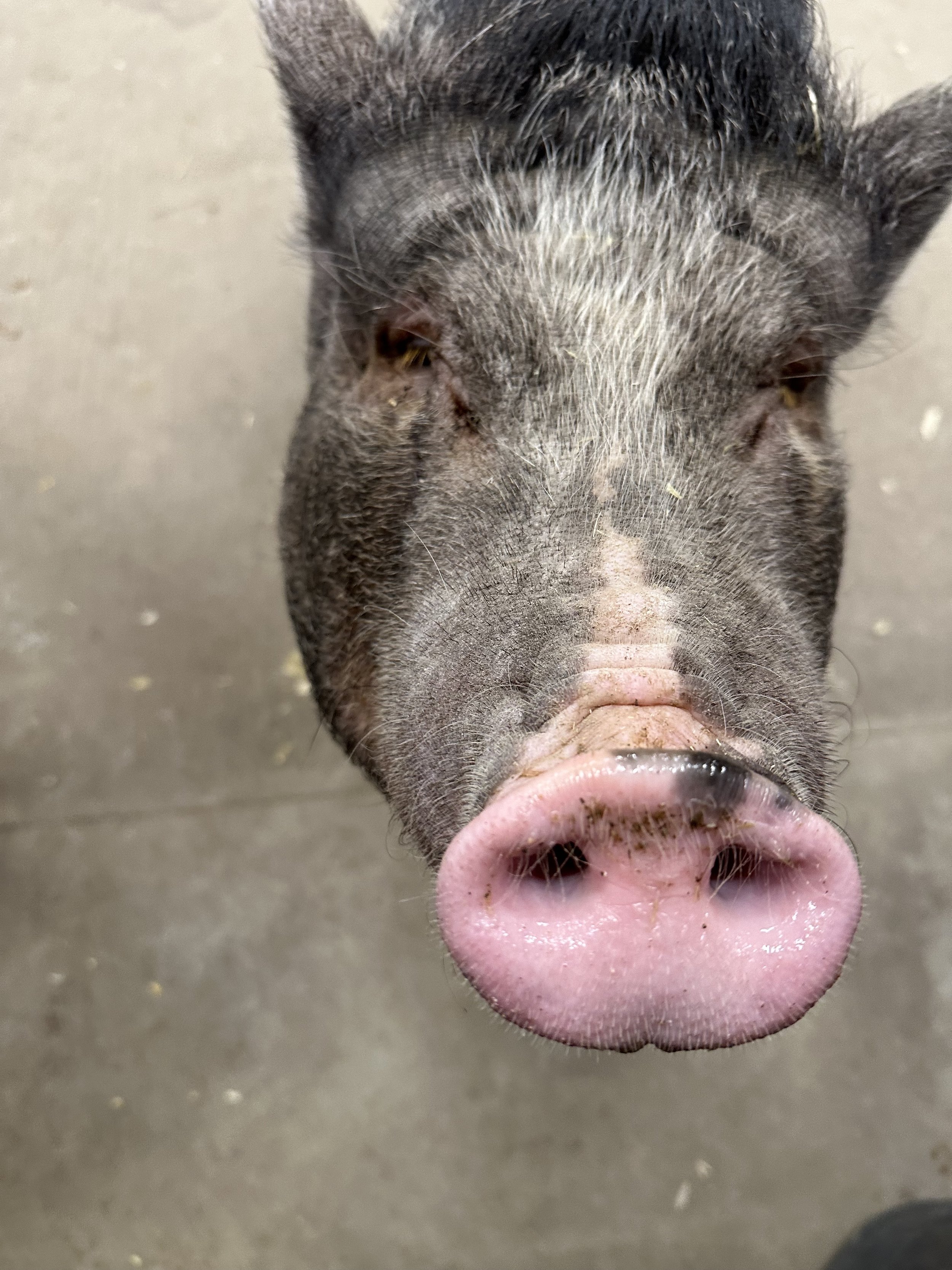 Sponsor an Animal — Spring Farm Sanctuary