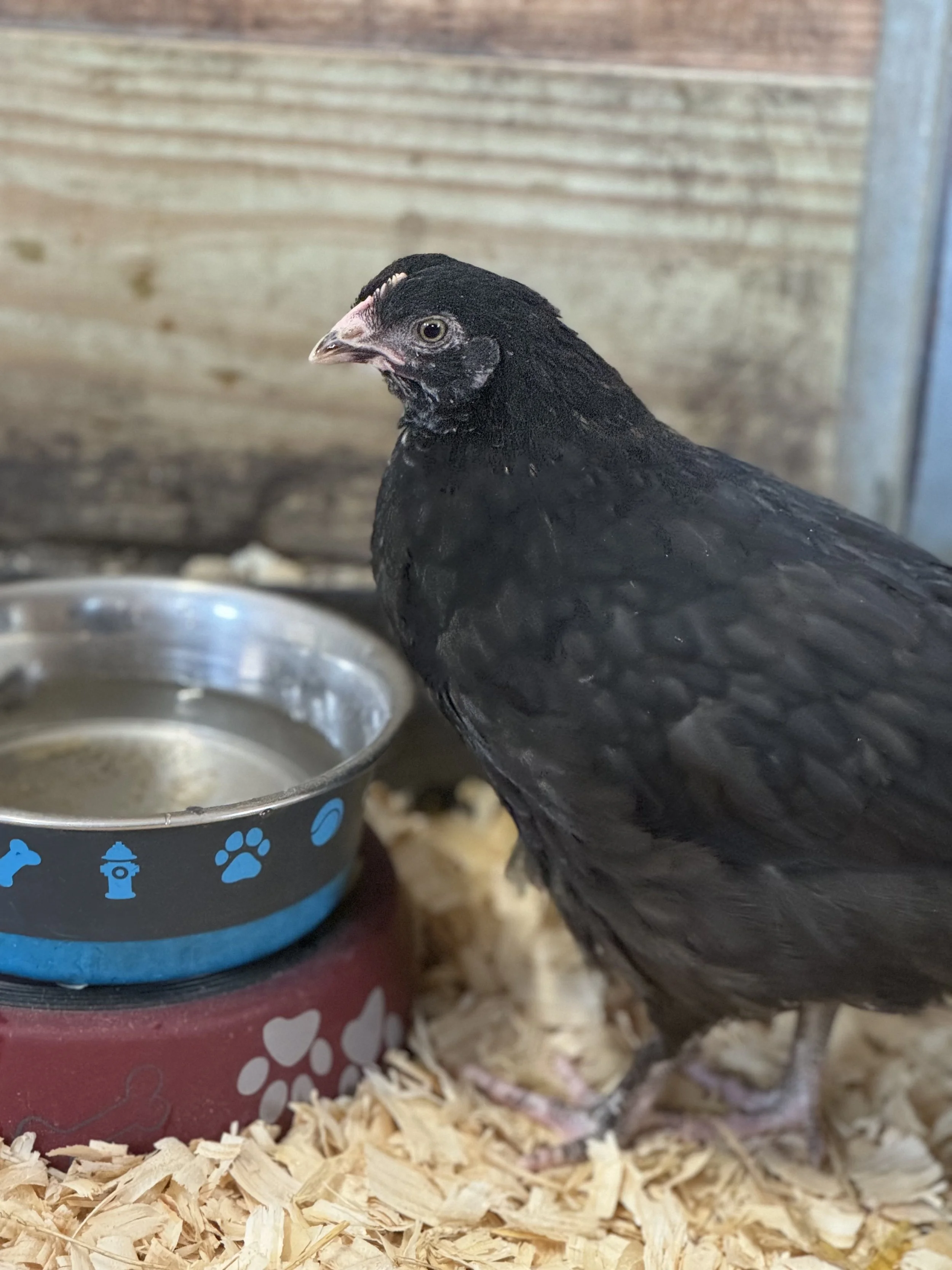 Sponsor an Animal — Spring Farm Sanctuary