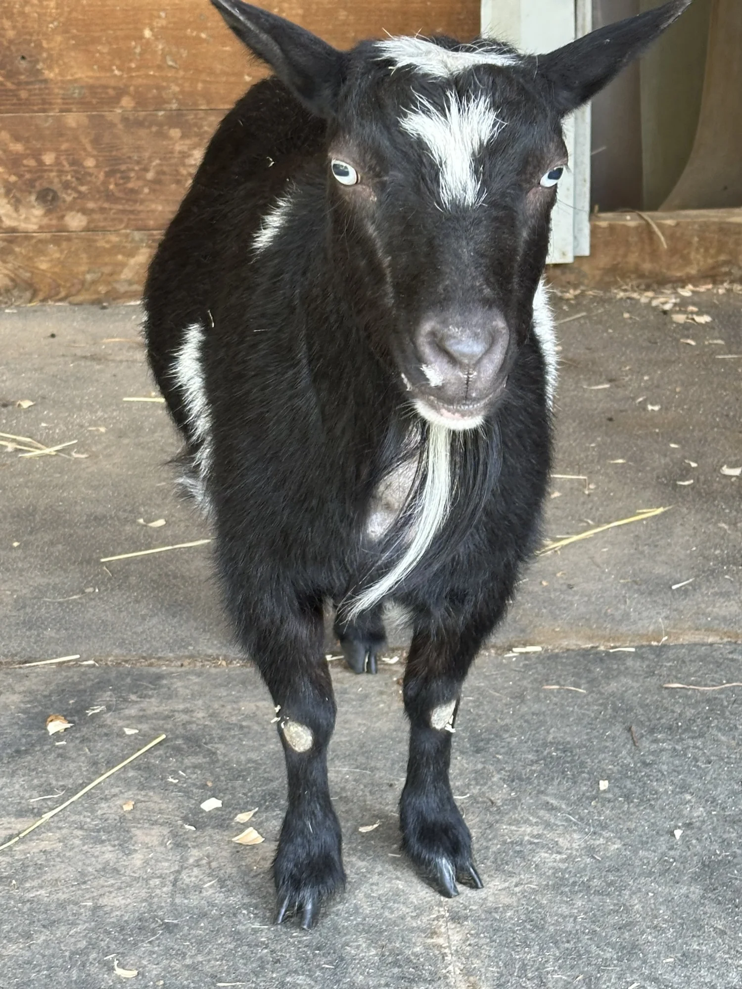 Sponsor an Animal — Spring Farm Sanctuary