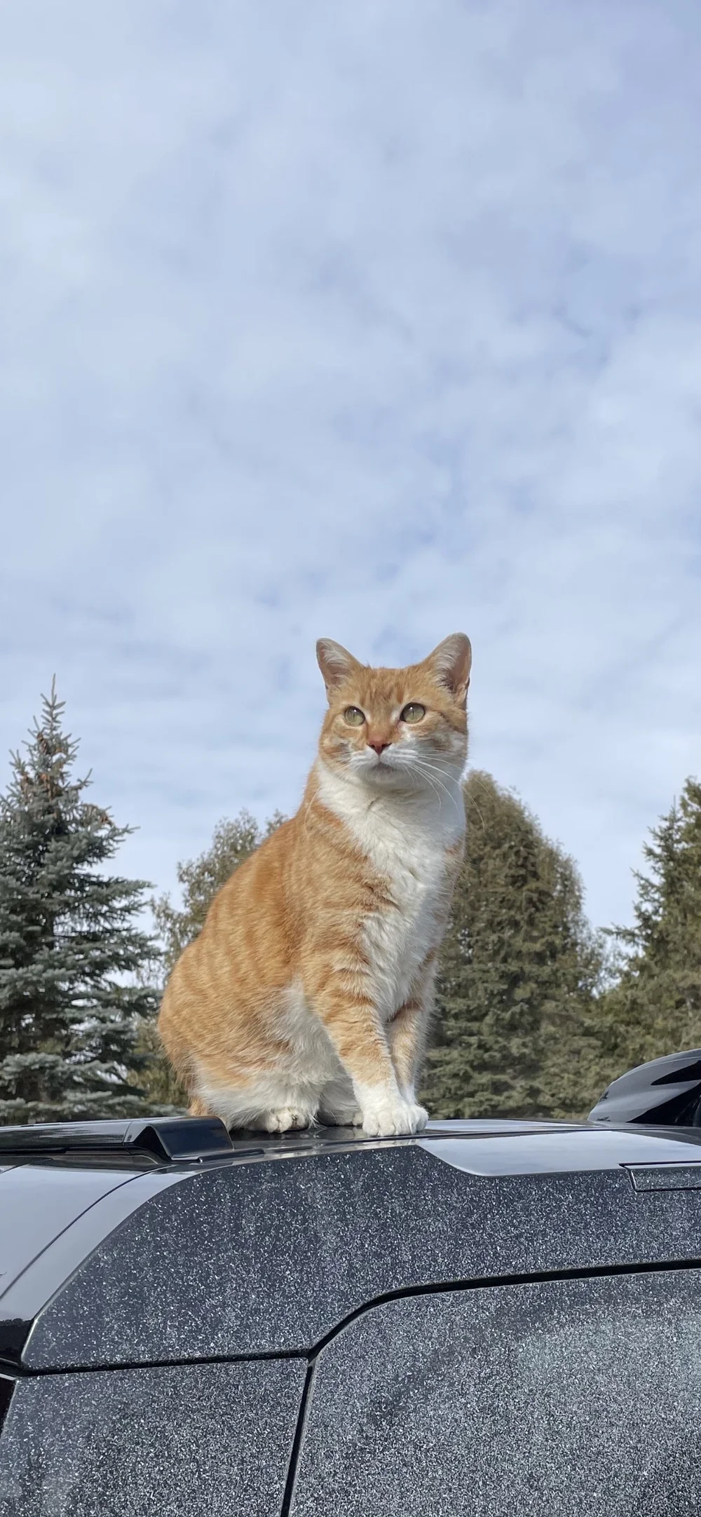 Meet & Sponsor an Animal — Spring Farm Sanctuary