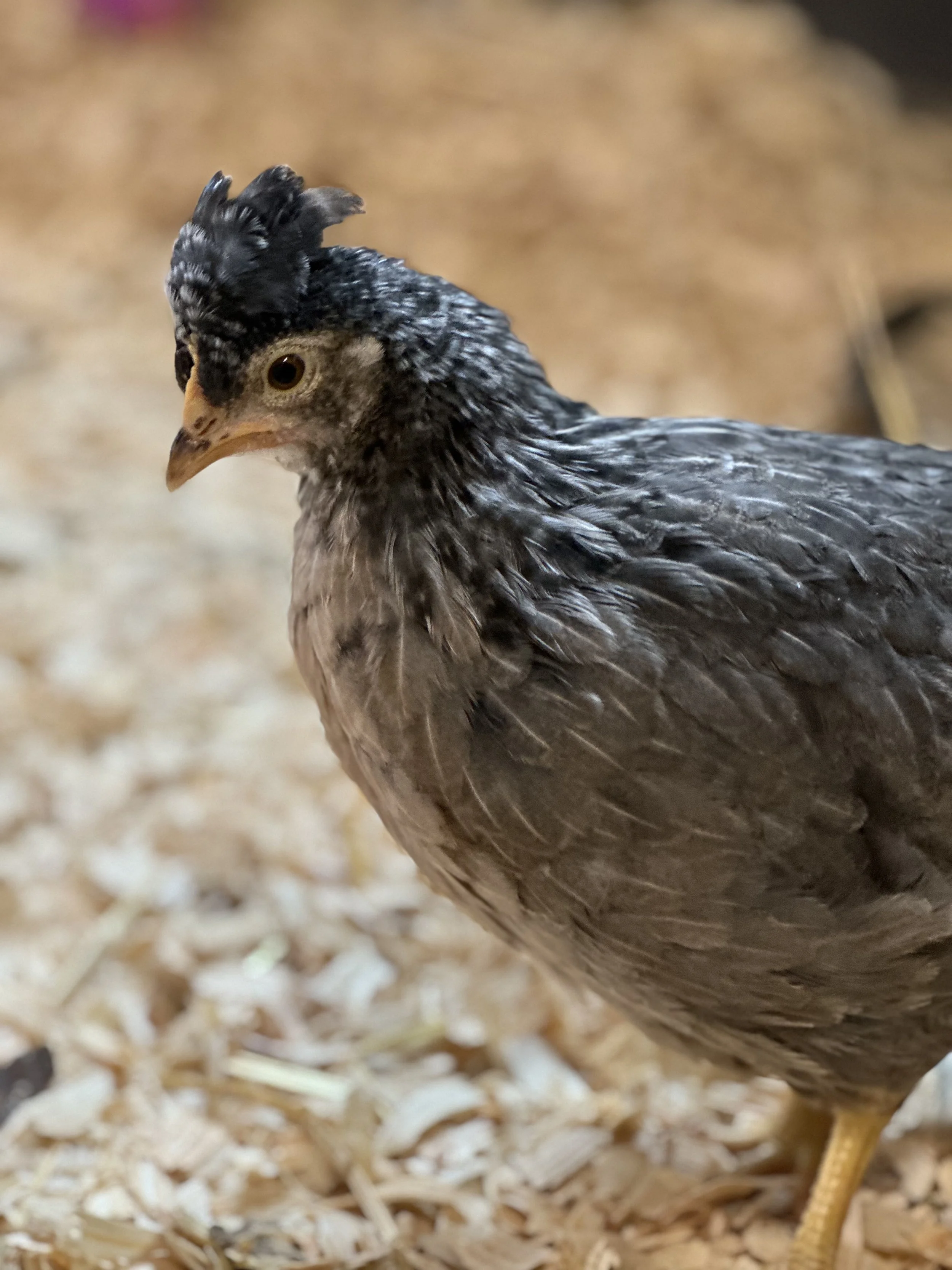 Sponsor an Animal — Spring Farm Sanctuary