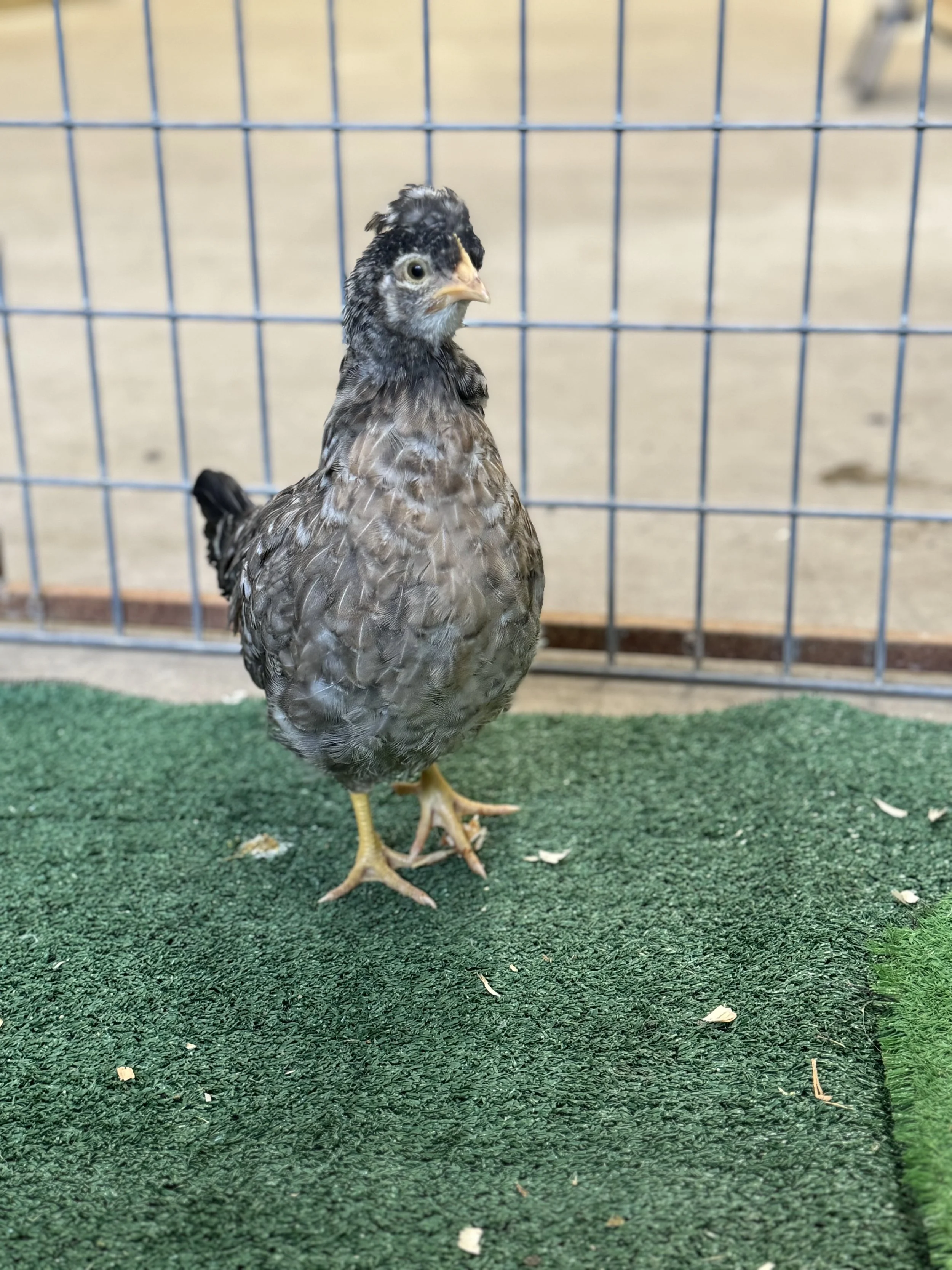 Sponsor an Animal — Spring Farm Sanctuary