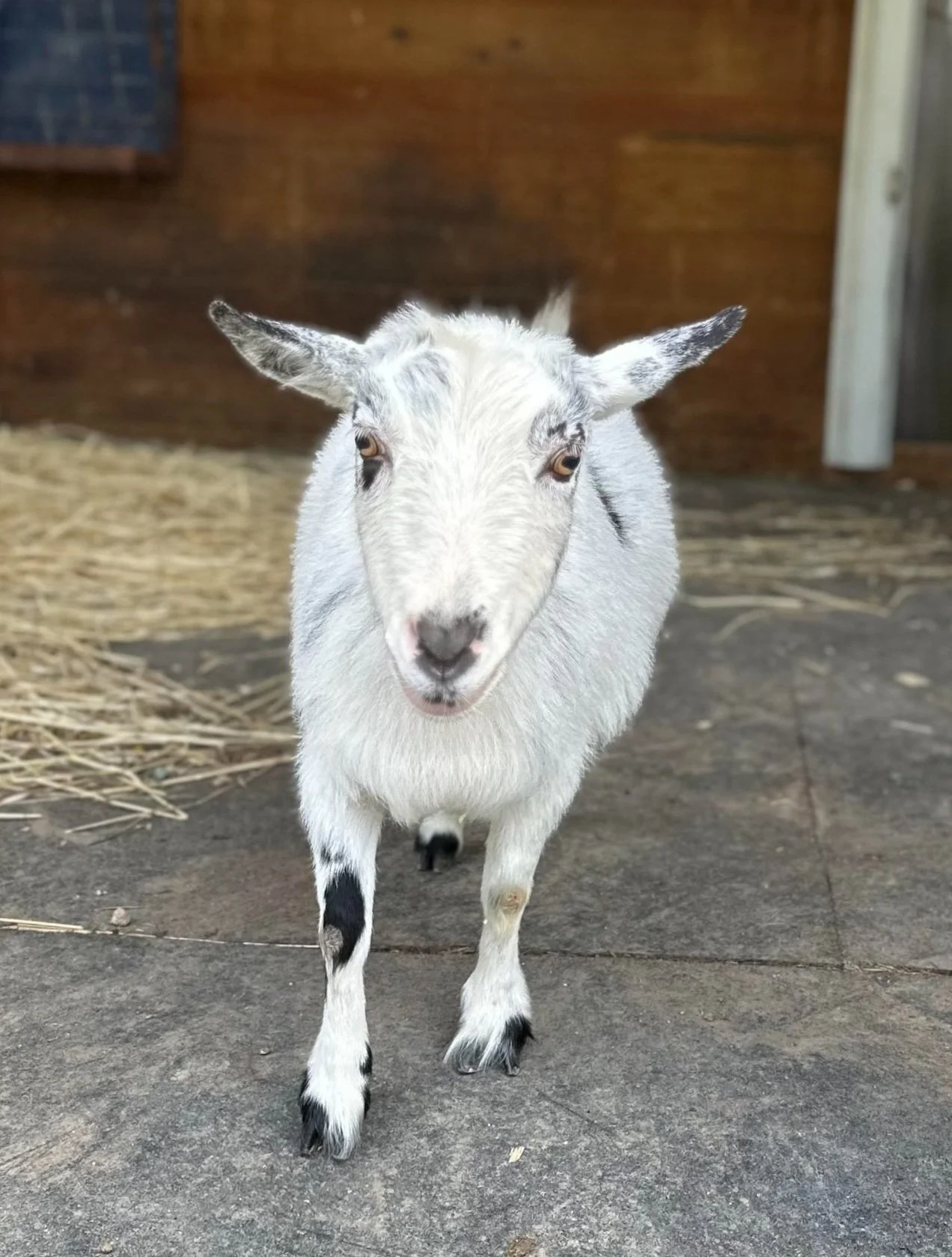 Sponsor an Animal — Spring Farm Sanctuary