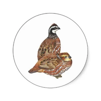 Bobwhite Quail Clipart