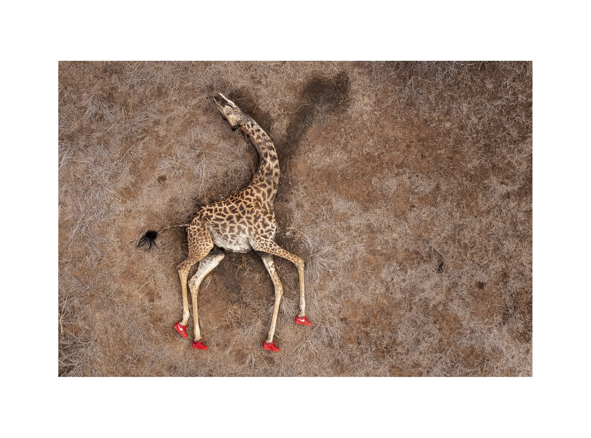 Charlie Hamilton James