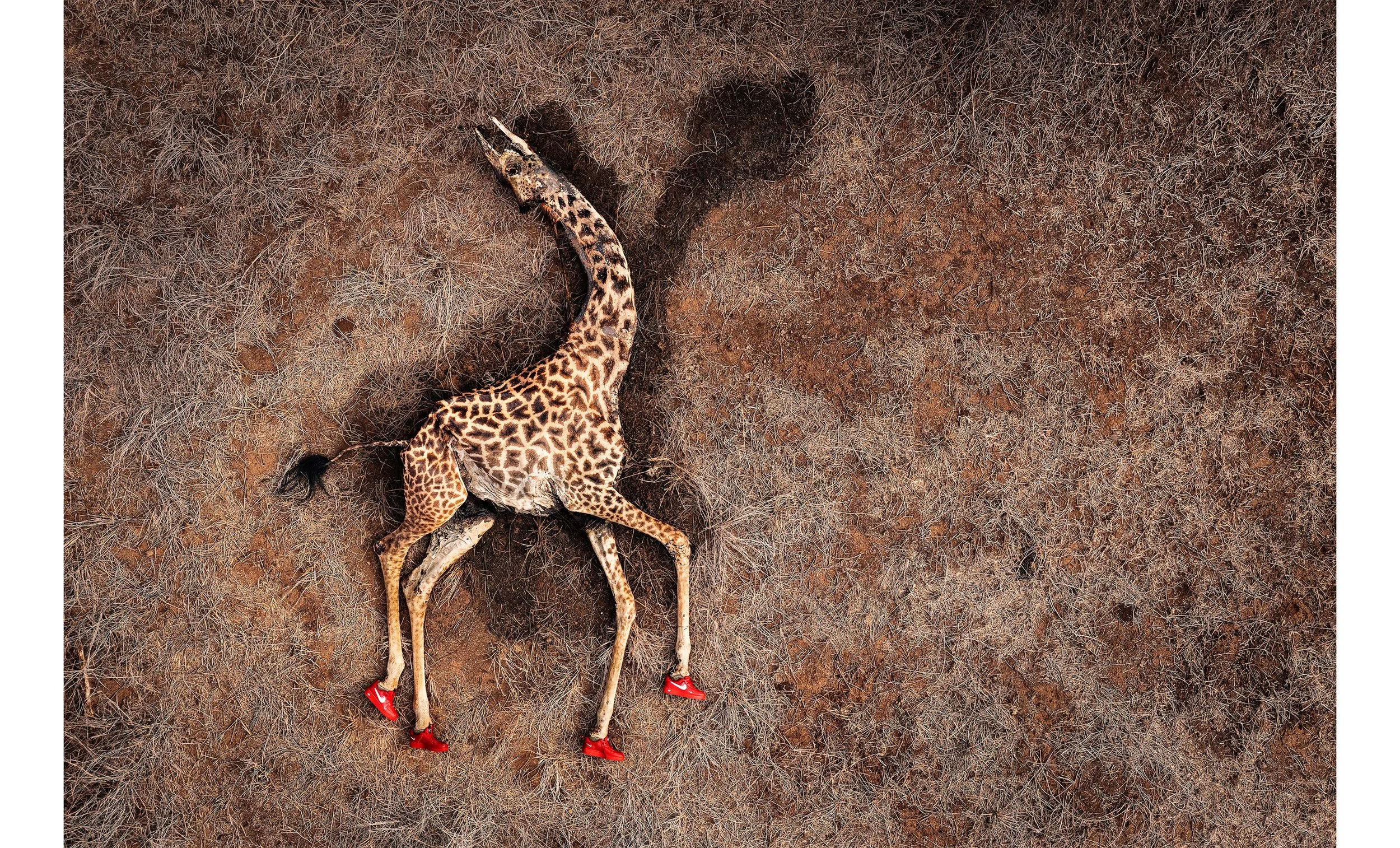 Charlie Hamilton James