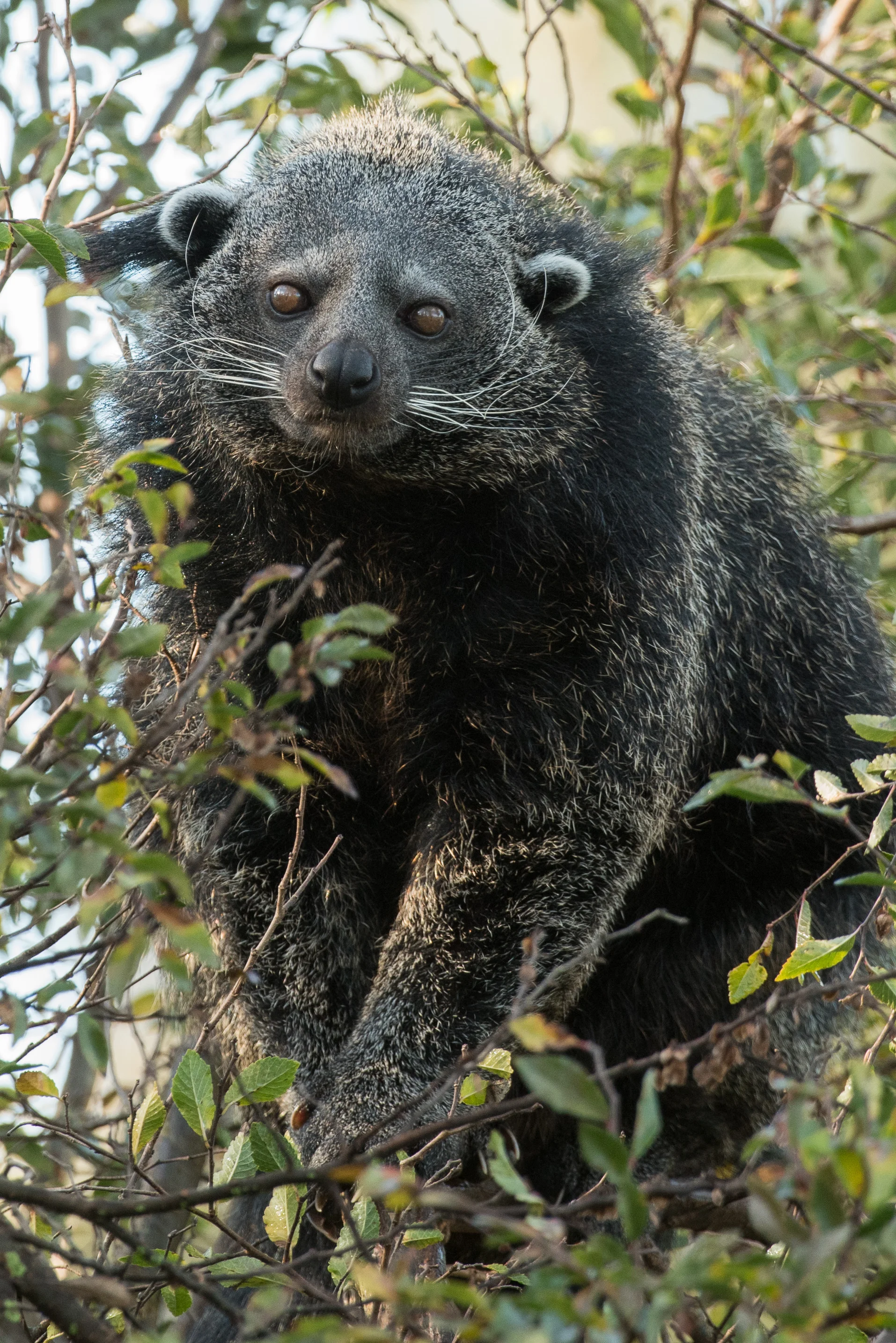 Binturong — Mogo Wildlife Park - NOW OPEN 9AM-4PM DAILY
