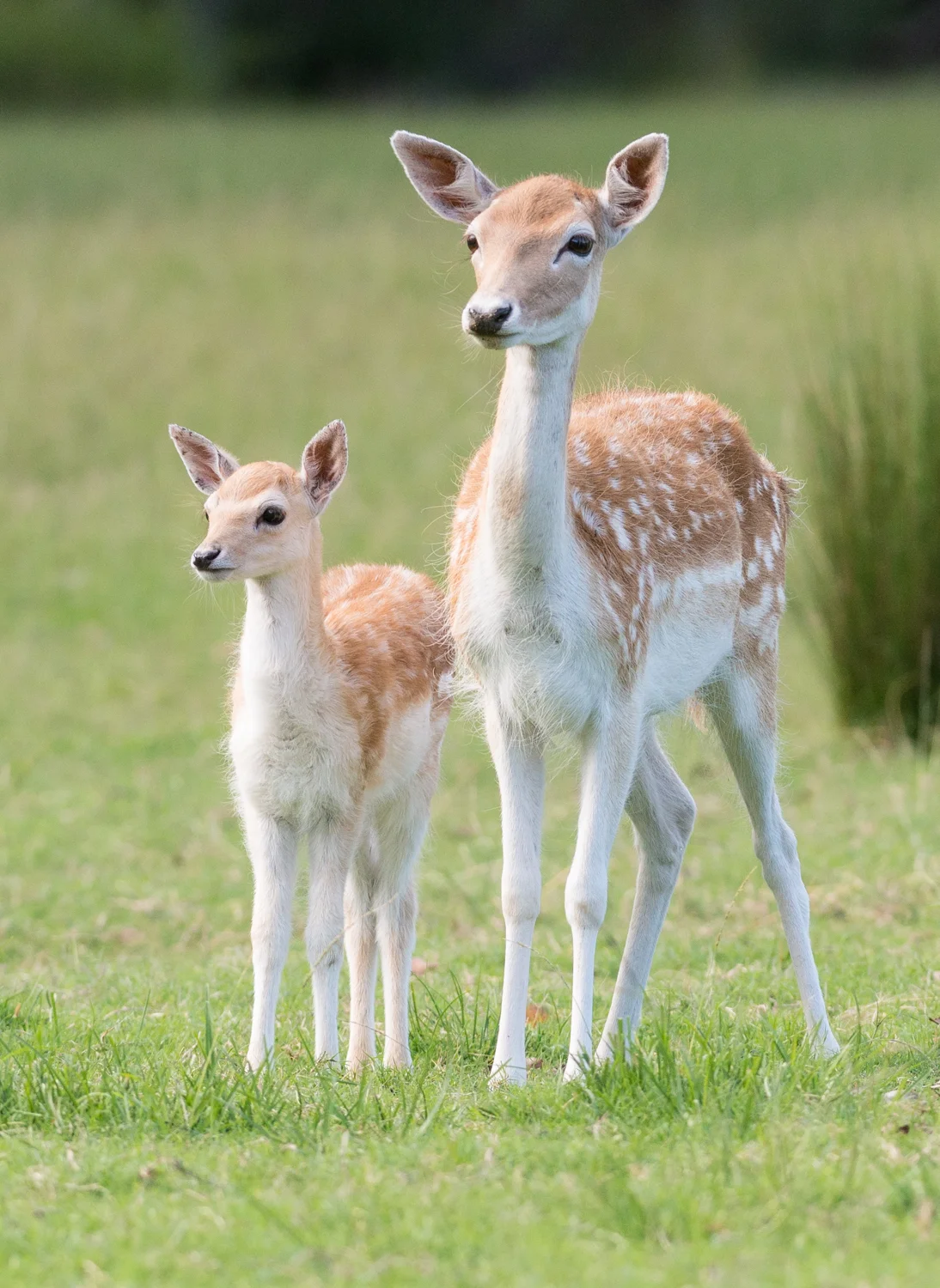European Fallow Deer — Mogo Wildlife Park - NOW OPEN 9AM-4PM DAILY