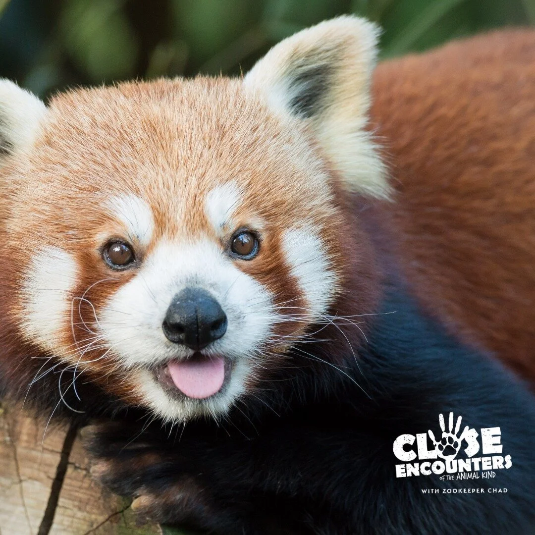 Events — Mogo Wildlife Park - NOW OPEN 9AM-4PM DAILY