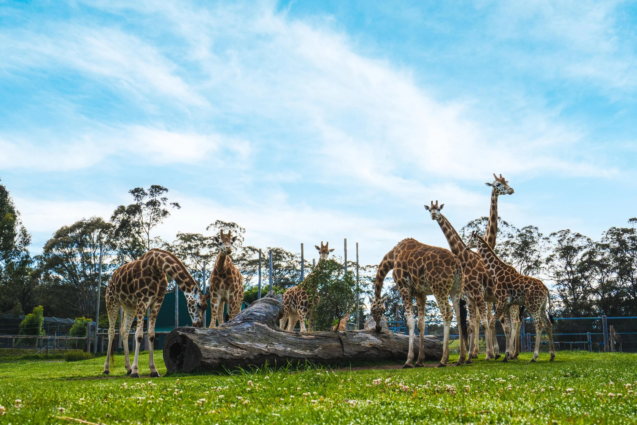 Gallery — Mogo Wildlife Park - NOW OPEN 9AM-4PM DAILY