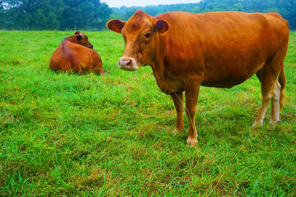 Green Leaf Farms