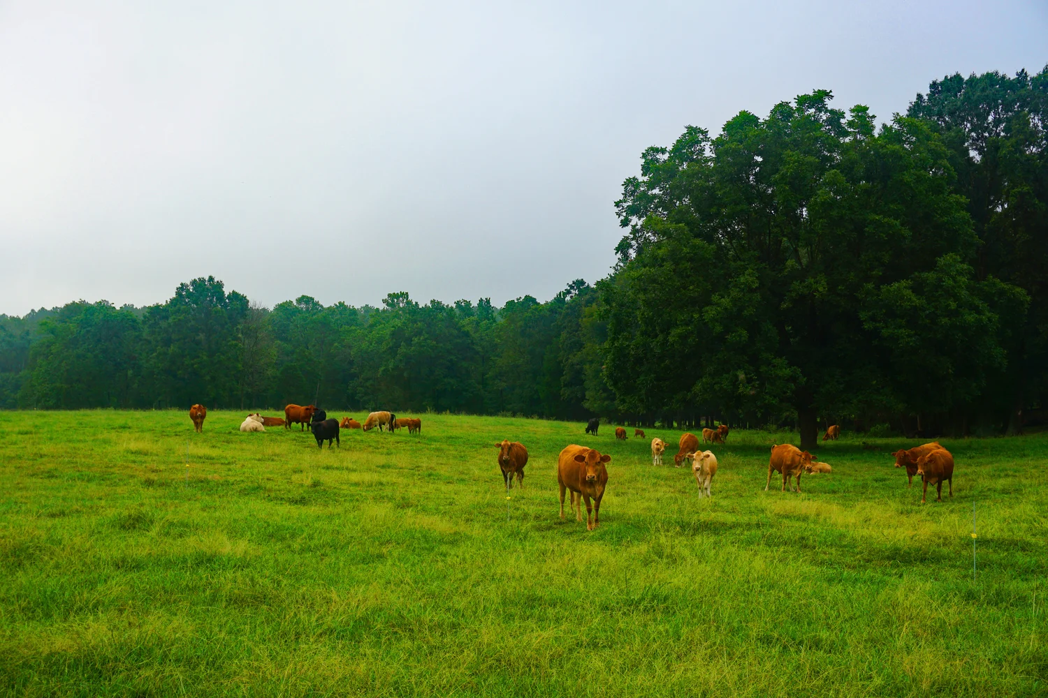 Green Leaf Farms
