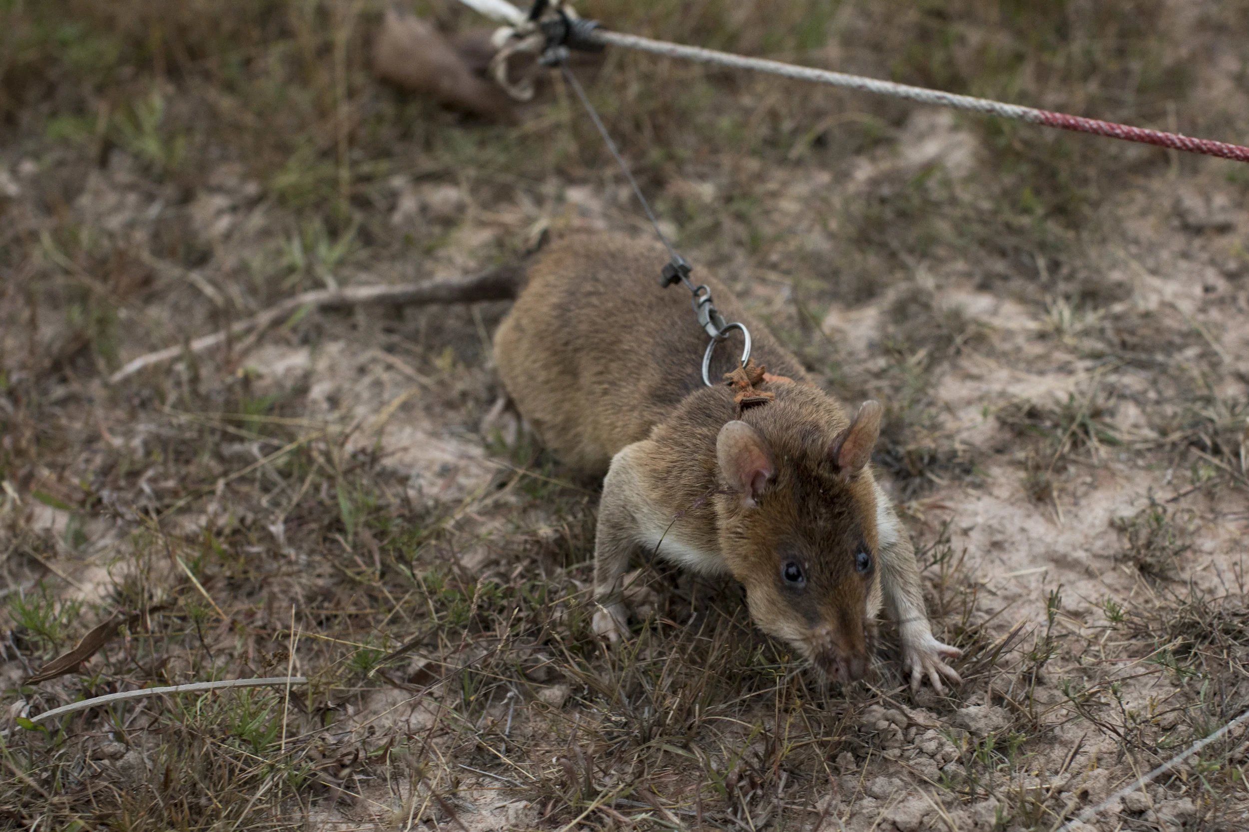 APOPO Mine Action in Cambodia | Alexandra Mendoza Media