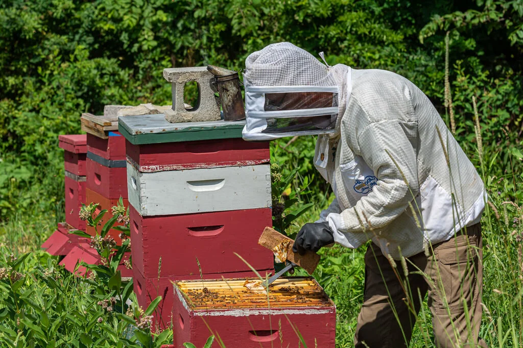 Funny Honey — Howard Mincone