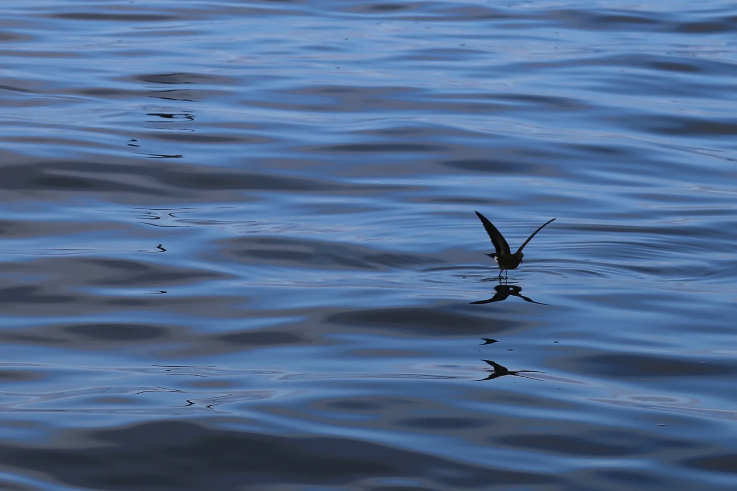 Costantini Design: Custom furniture, fabrication, lighting and ...