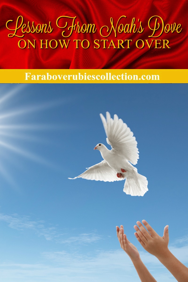Lessons from Noah's dove on how to start over — The Far above rubies ...
