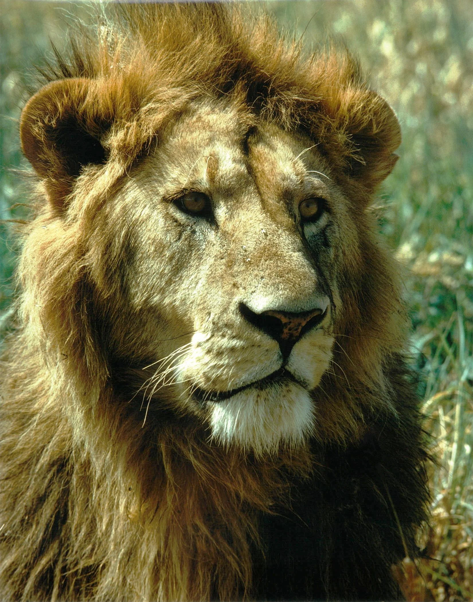 Africa - Cats — Ted Schiffman Photography