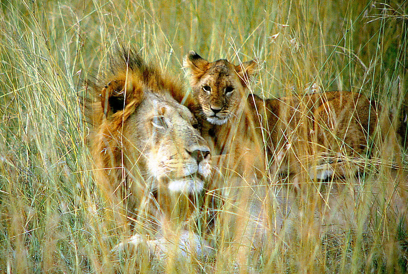 Africa - Cats — Ted Schiffman Photography