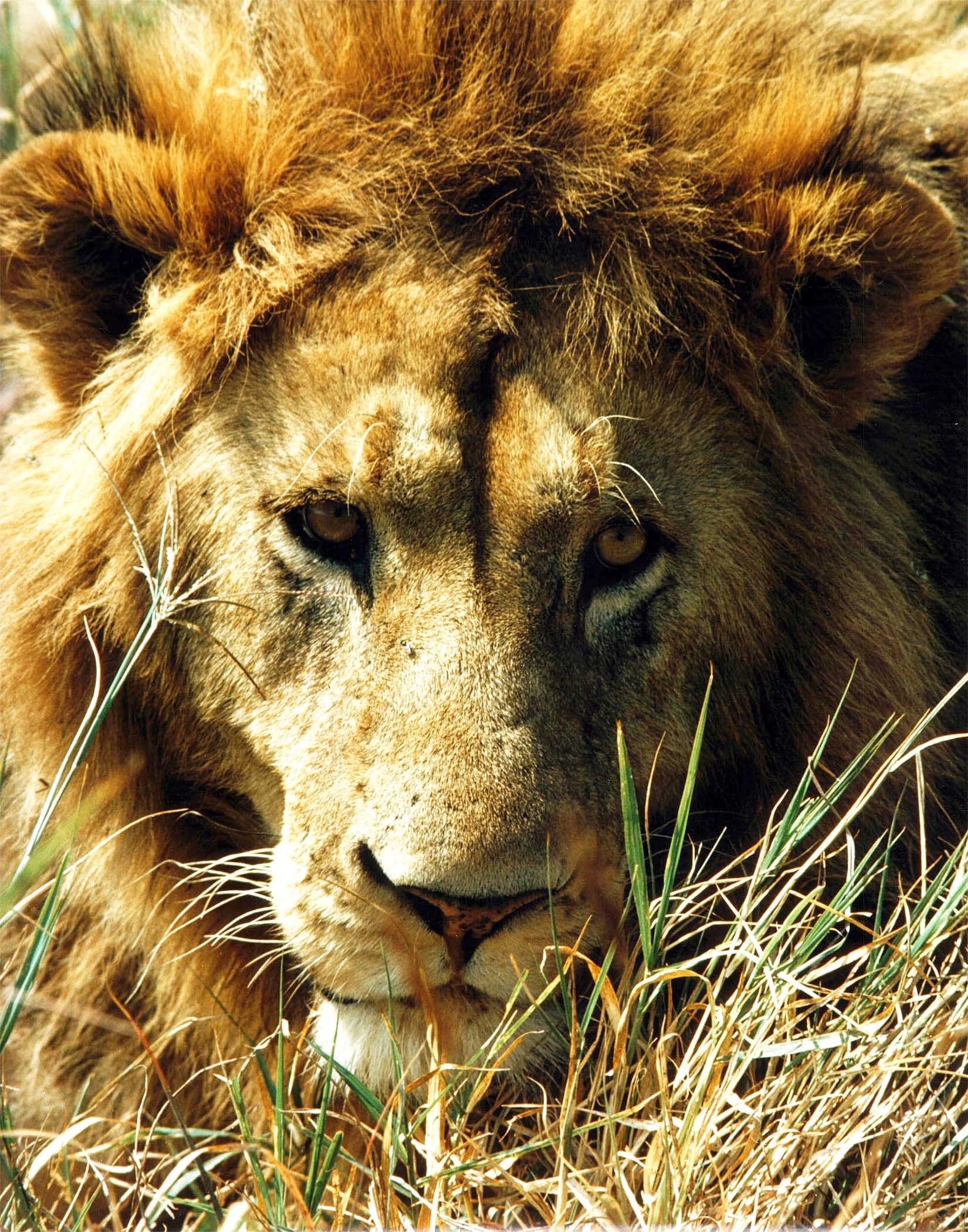 Africa - Cats — Ted Schiffman Photography
