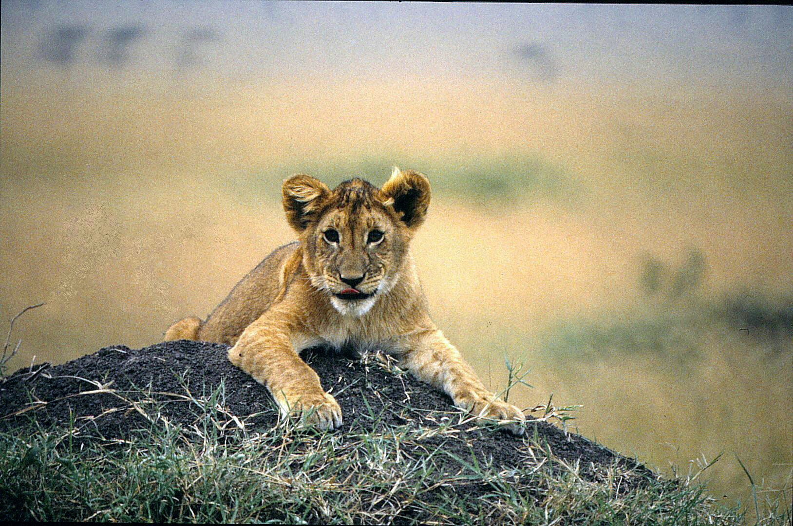 Africa - Cats — Ted Schiffman Photography