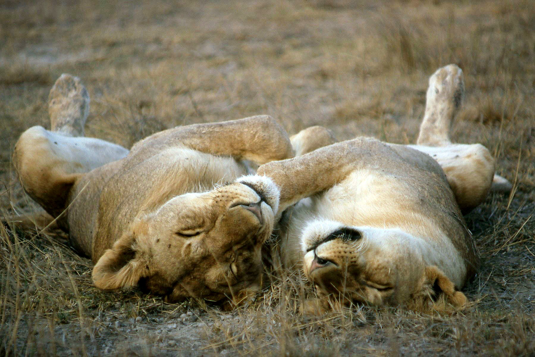 Africa - Cats — Ted Schiffman Photography