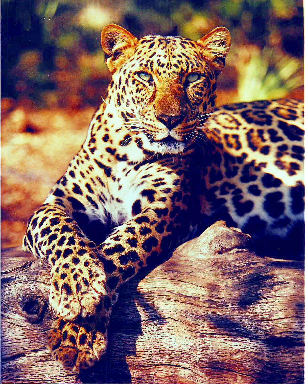 Africa - Cats — Ted Schiffman Photography