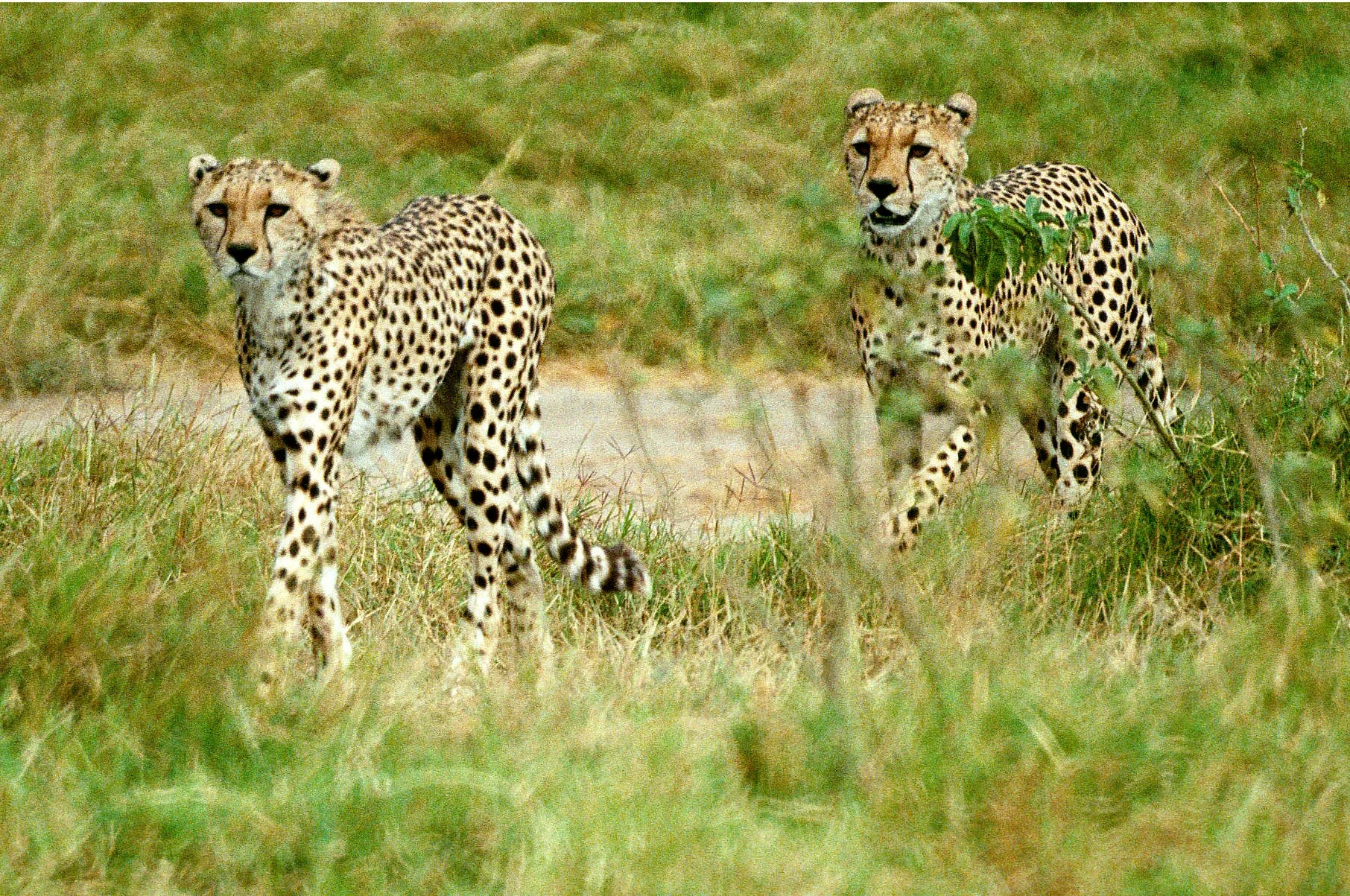 Africa - Cats — Ted Schiffman Photography