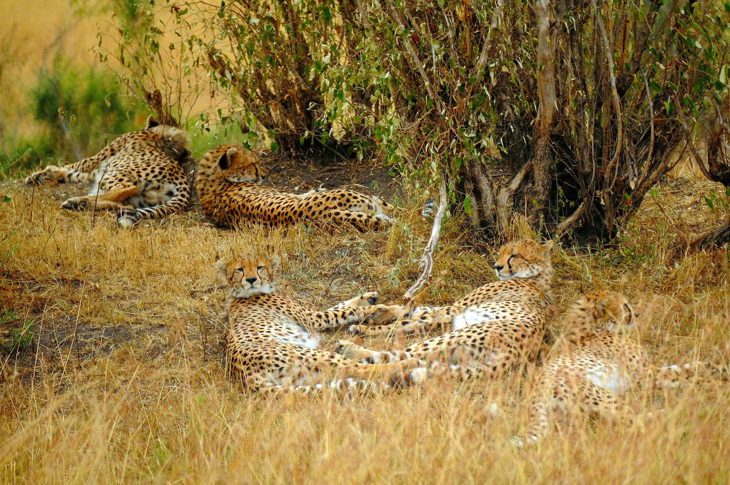 Africa - Cats — Ted Schiffman Photography