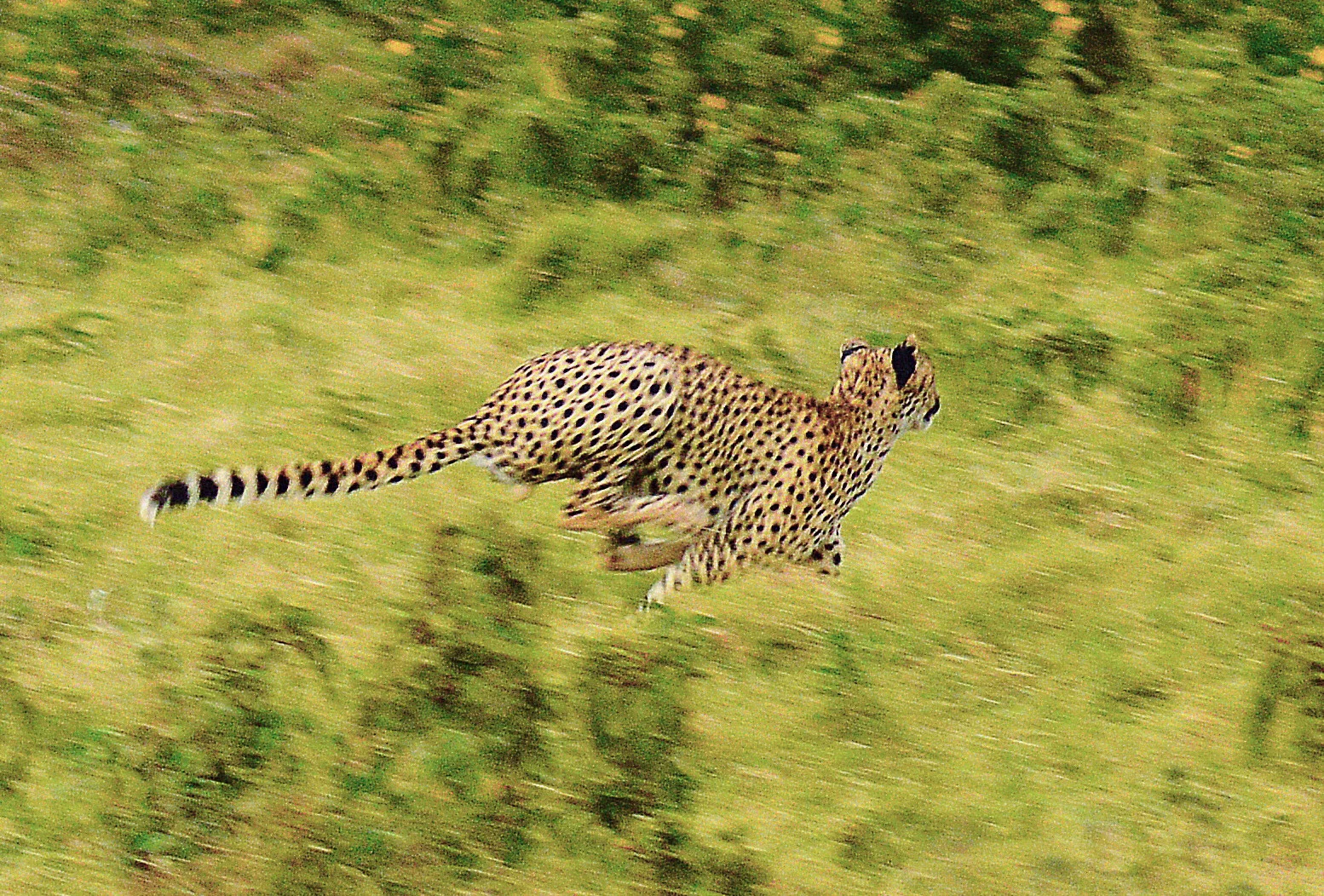 Africa - Cats — Ted Schiffman Photography