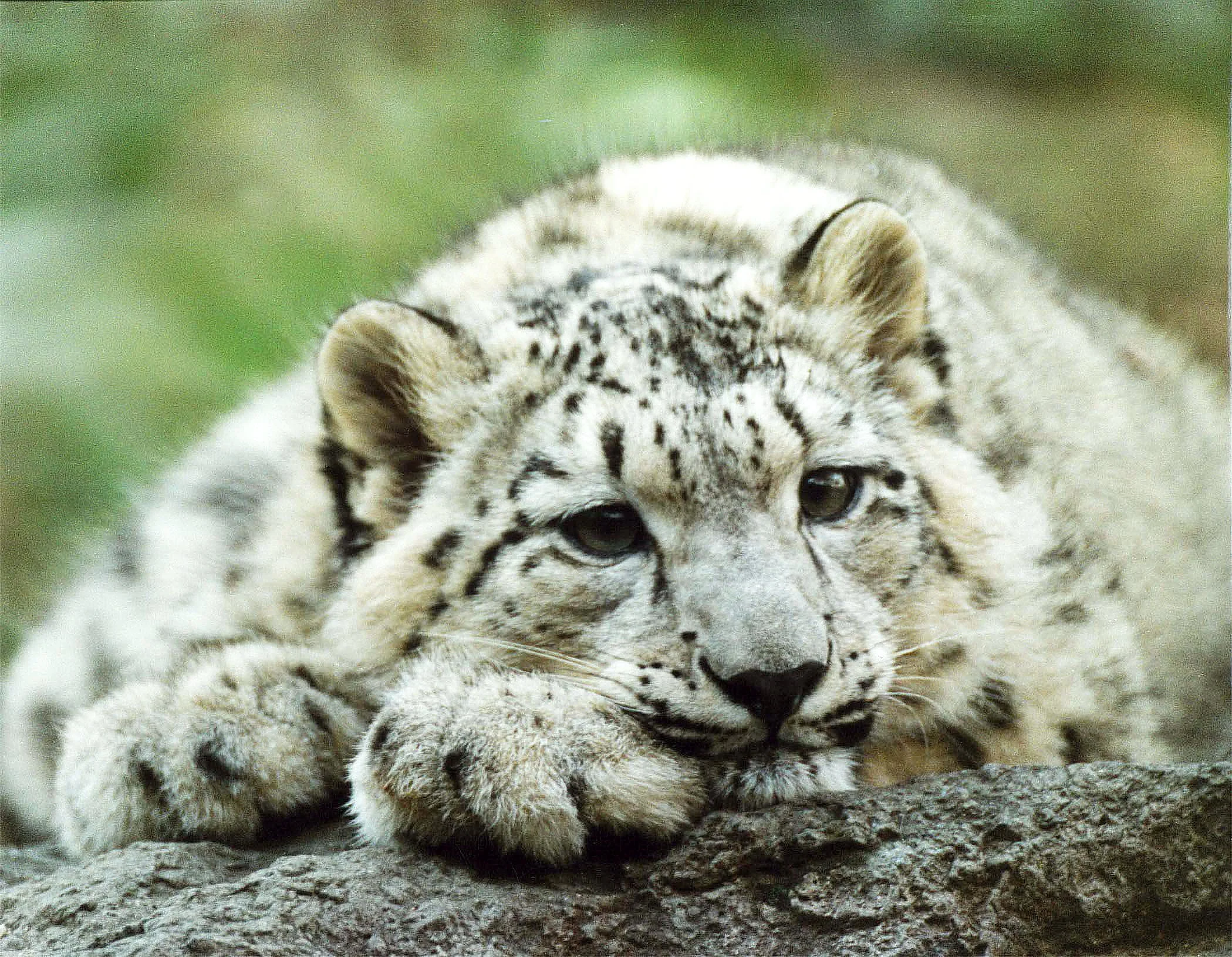 Asian Cats - Tigers & Snow Leopards — Ted Schiffman Photography