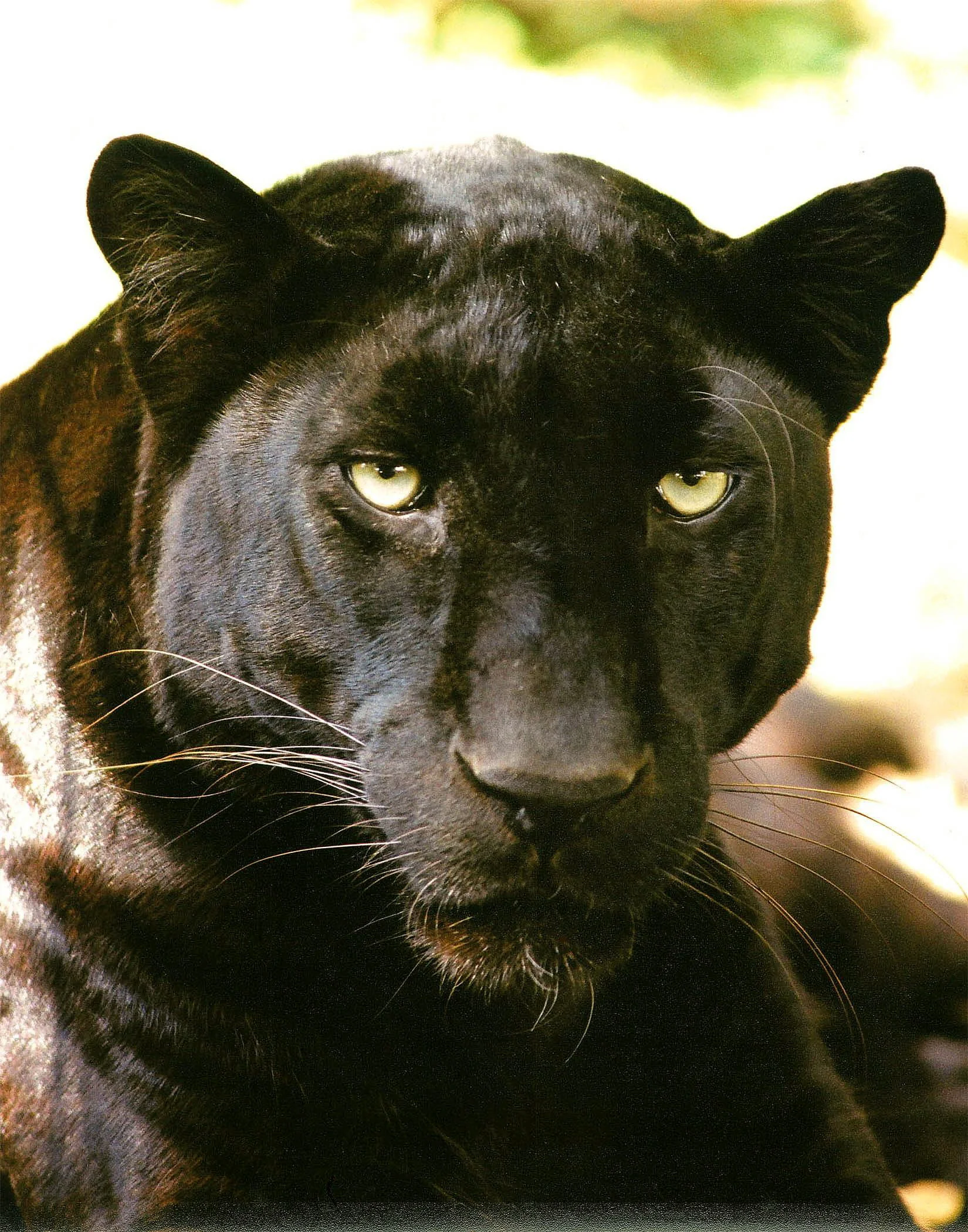 Africa - Cats — Ted Schiffman Photography