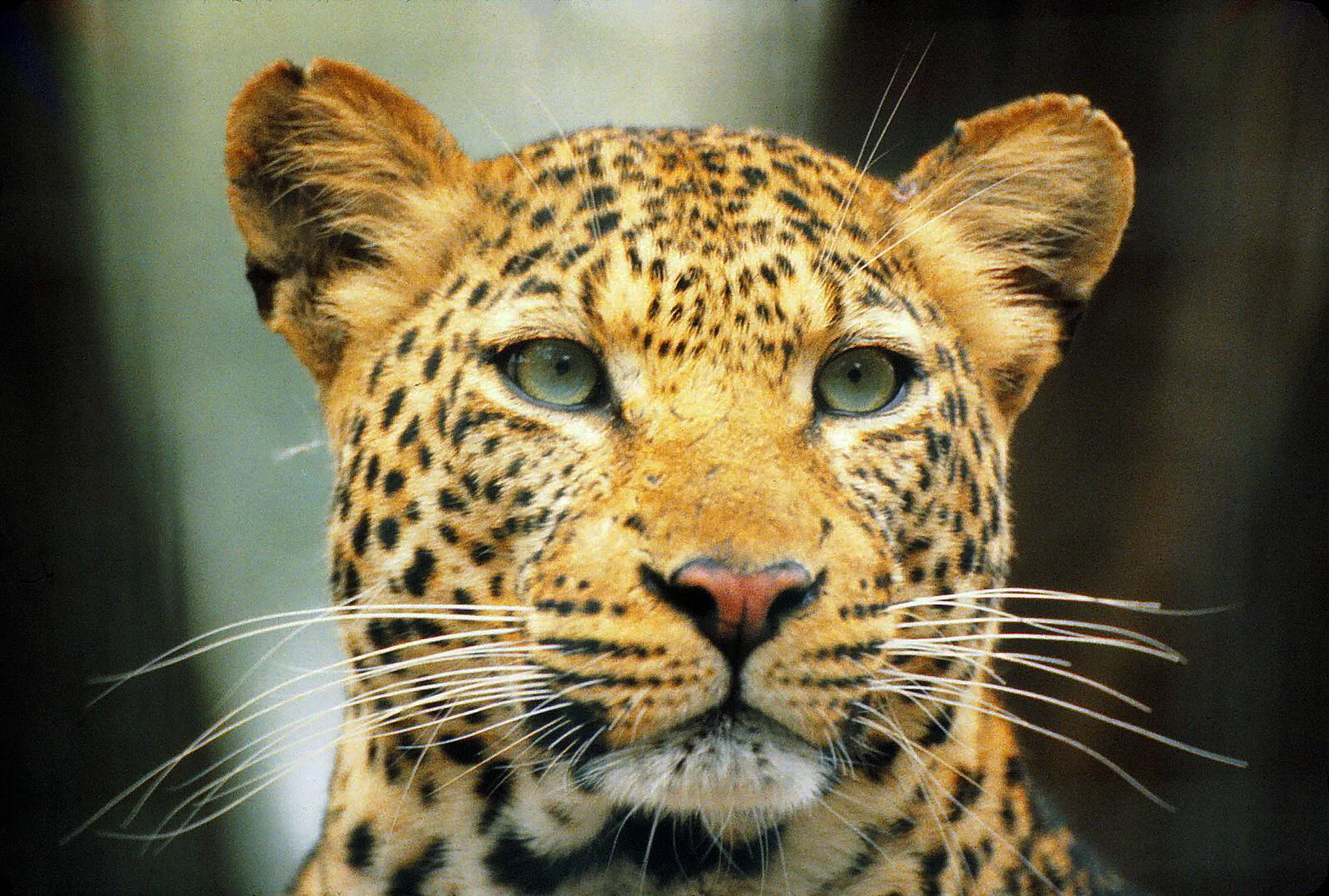 Africa - Cats — Ted Schiffman Photography