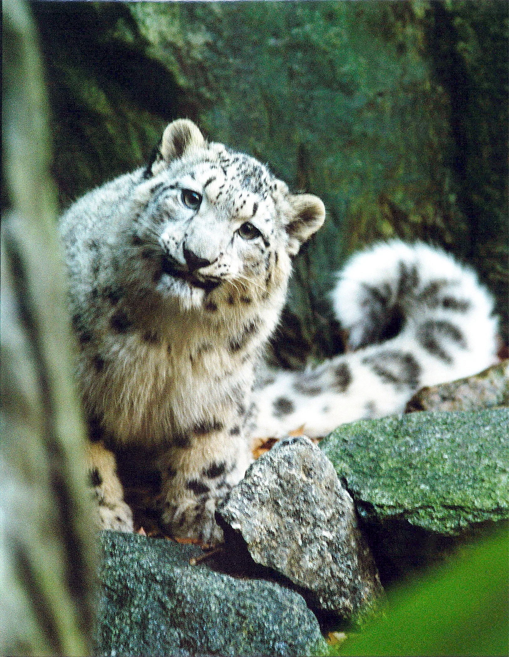 Leopard's Tail — Ted Schiffman Photography