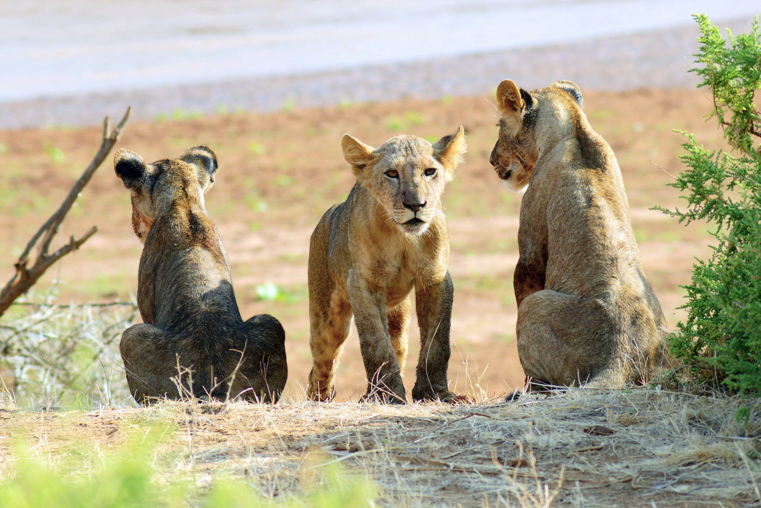 Africa - Cats — Ted Schiffman Photography
