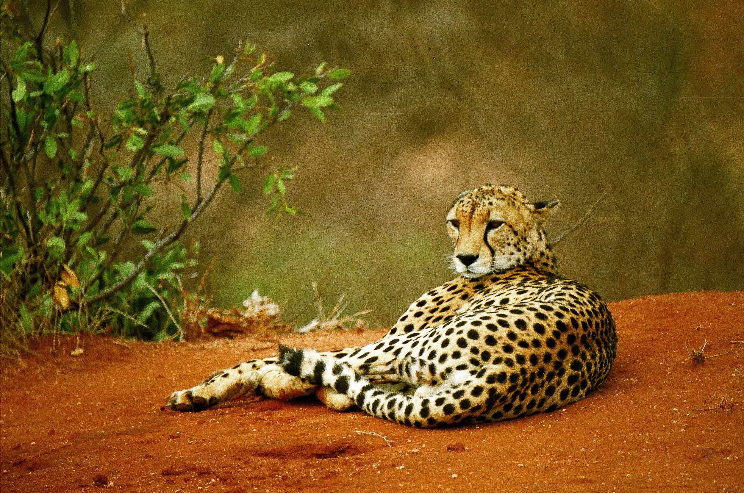 Africa - Cats — Ted Schiffman Photography