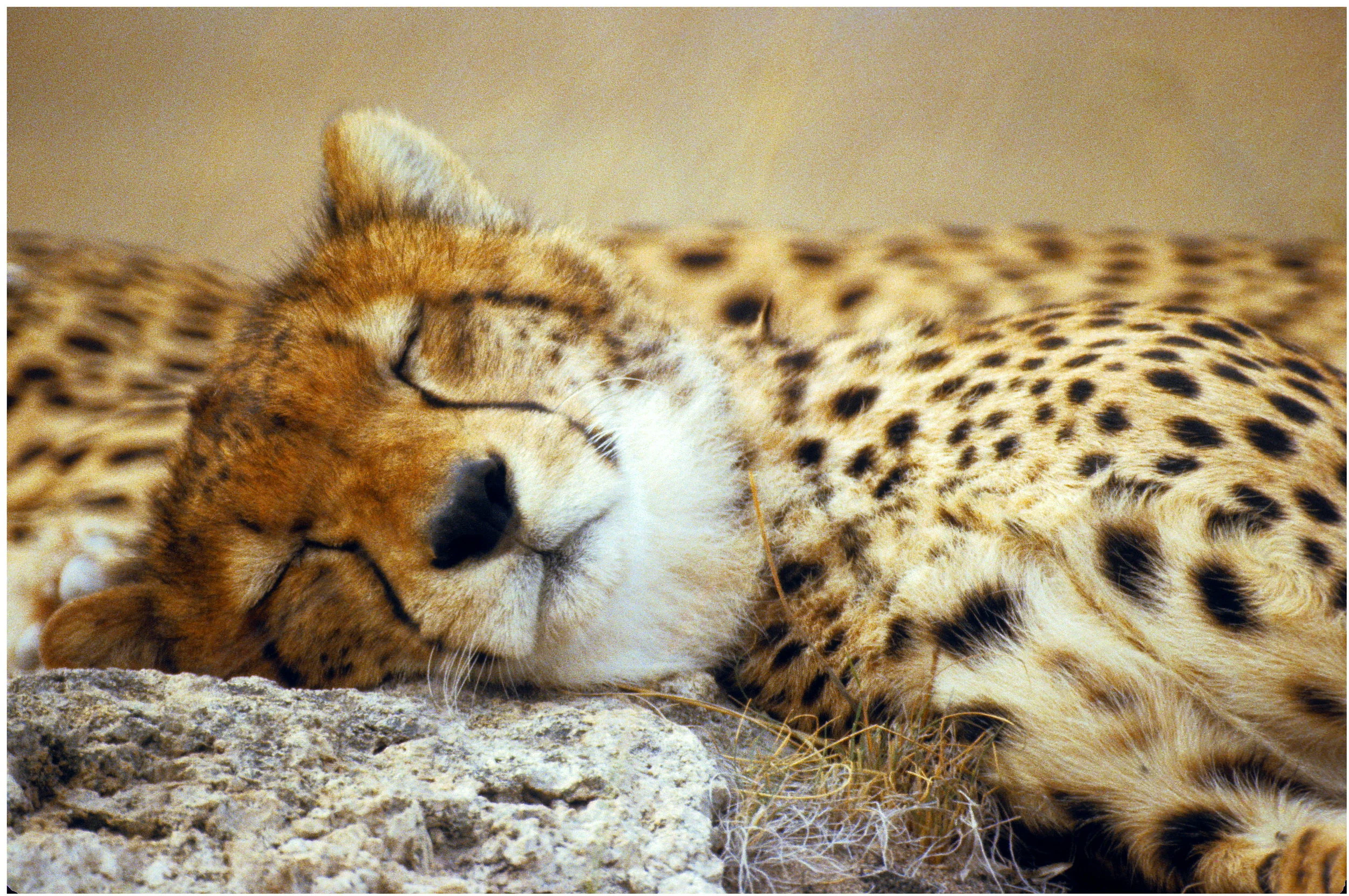 Africa - Cats — Ted Schiffman Photography