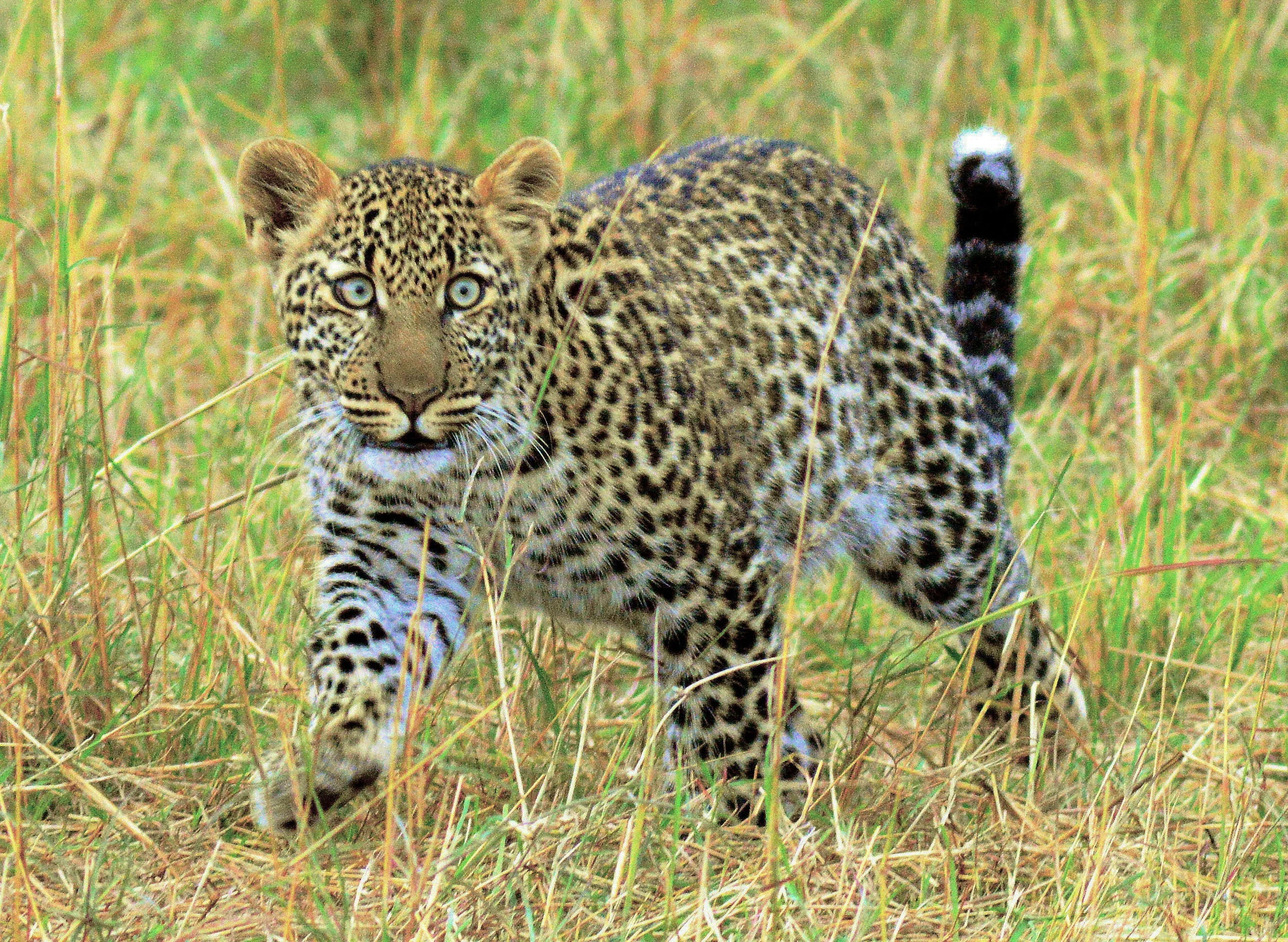 Africa - Cats — Ted Schiffman Photography