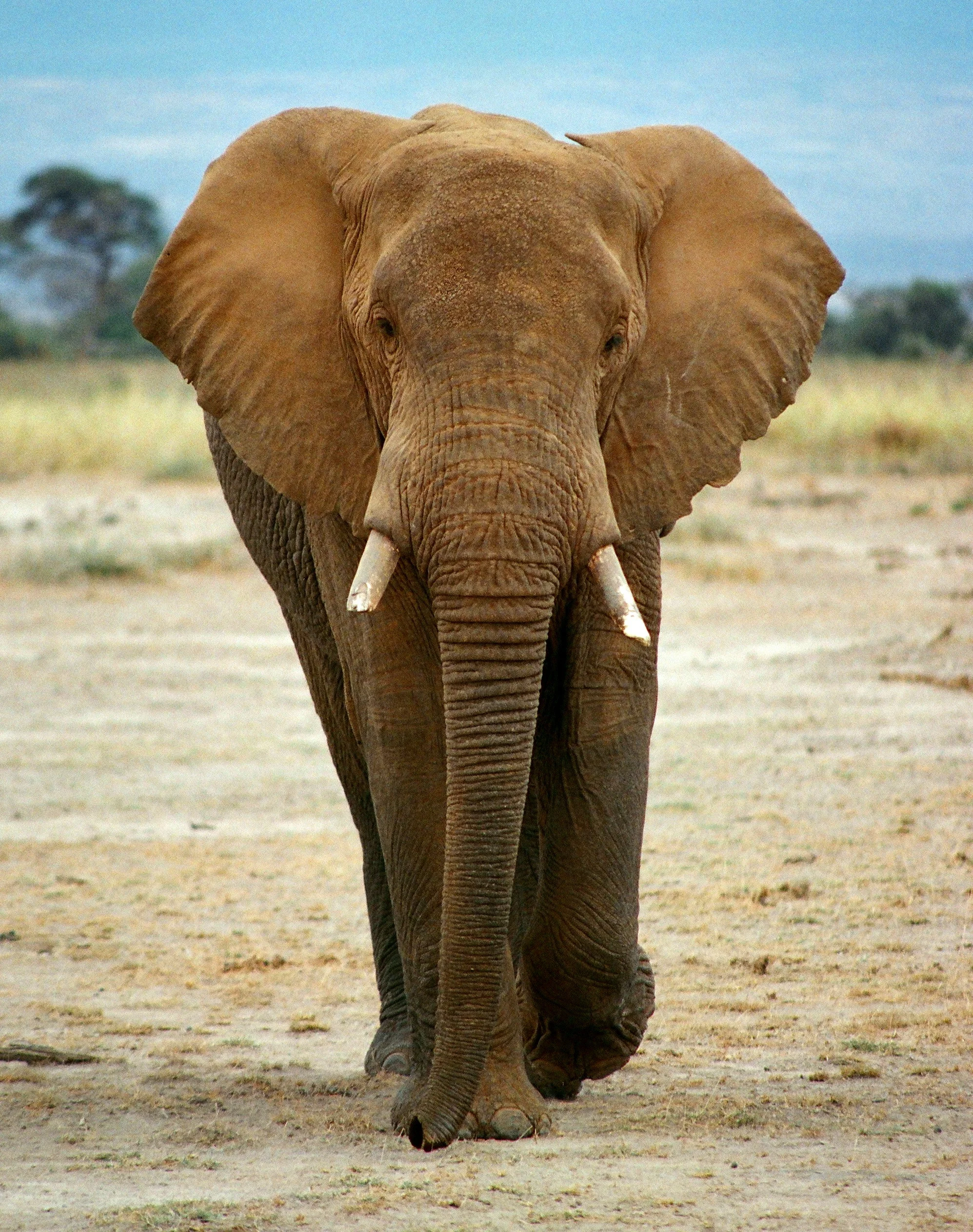 Africa - Elephants — Ted Schiffman Photography