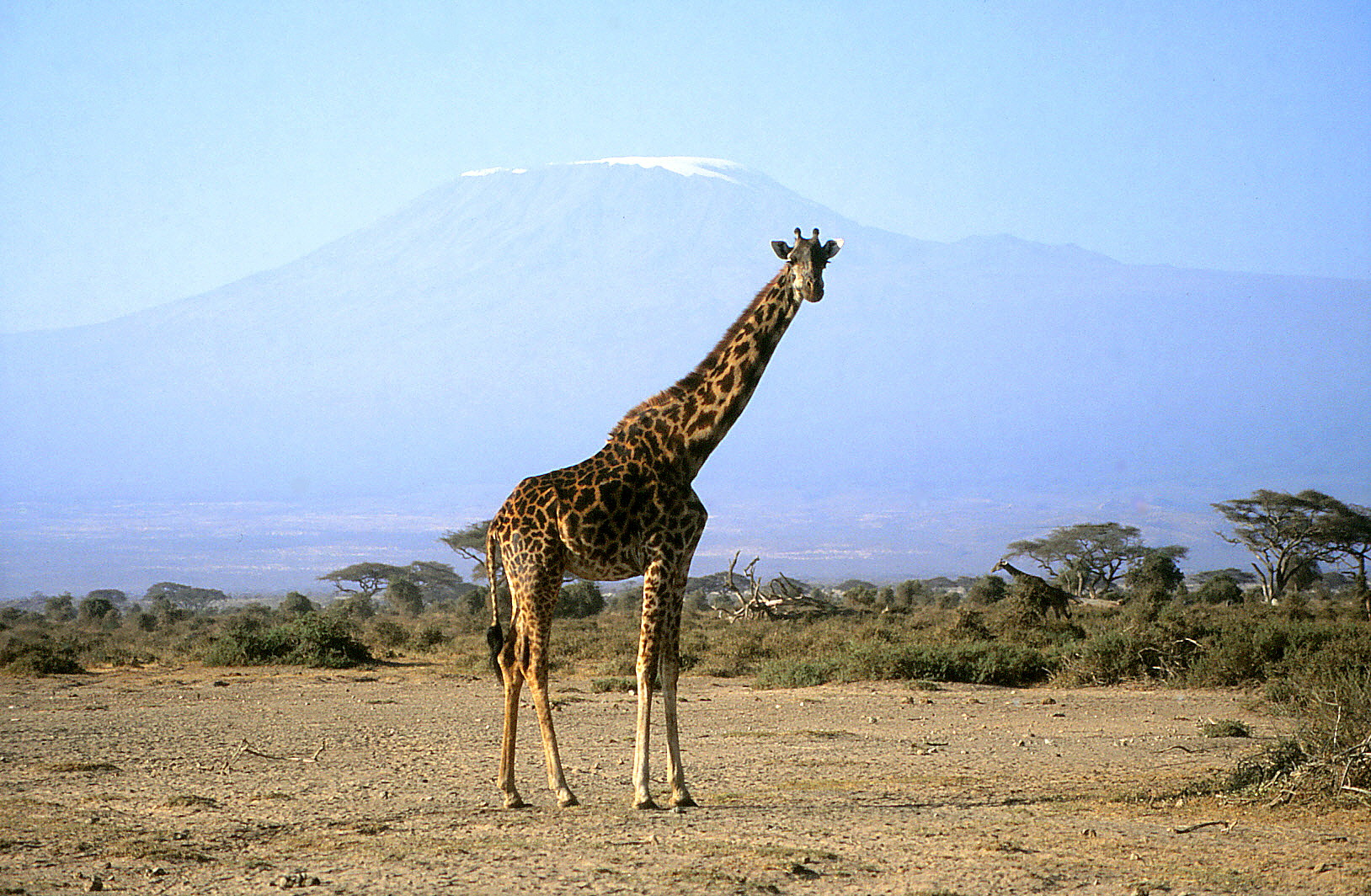 Africa - Giraffes — Ted Schiffman Photography
