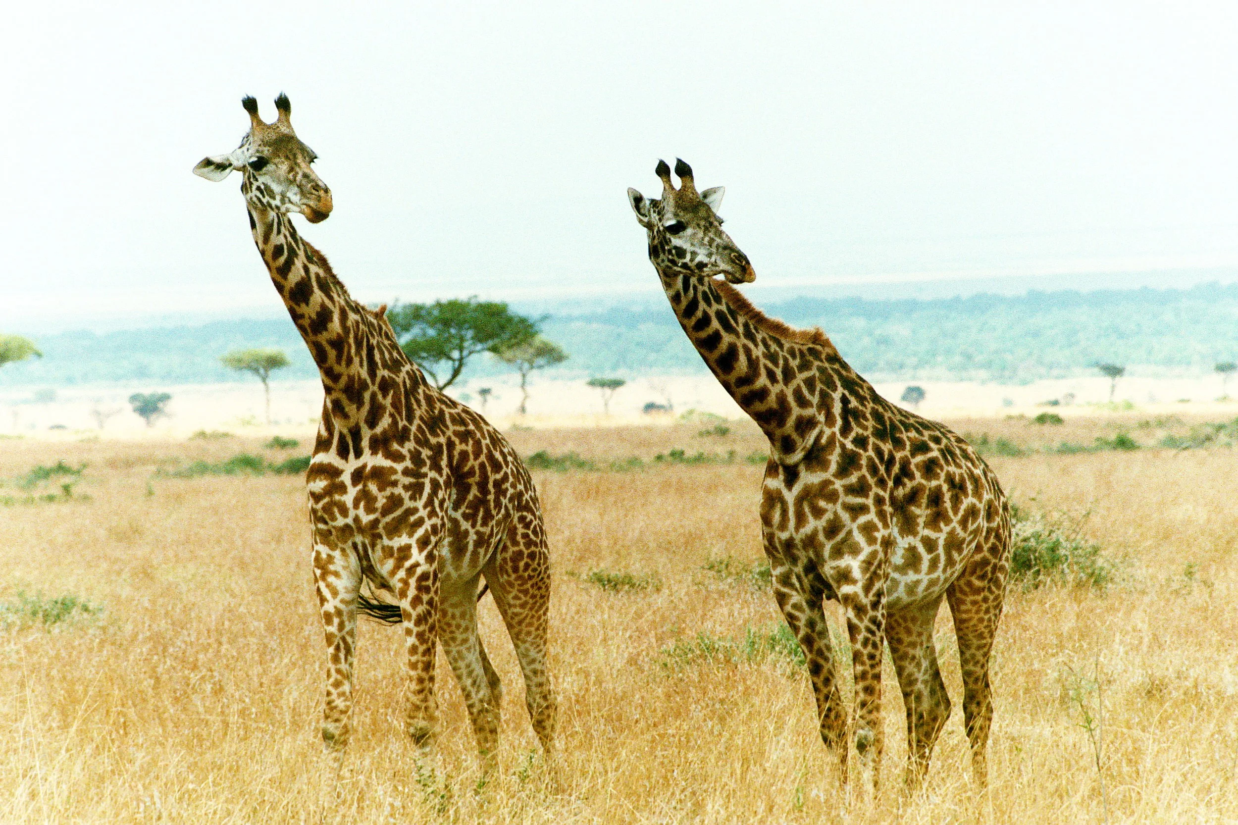 Africa - Giraffes — Ted Schiffman Photography