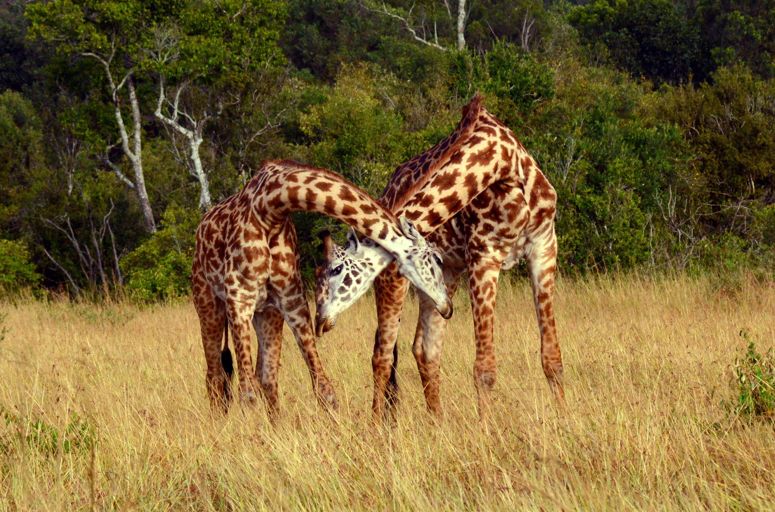 Africa - Giraffes — Ted Schiffman Photography