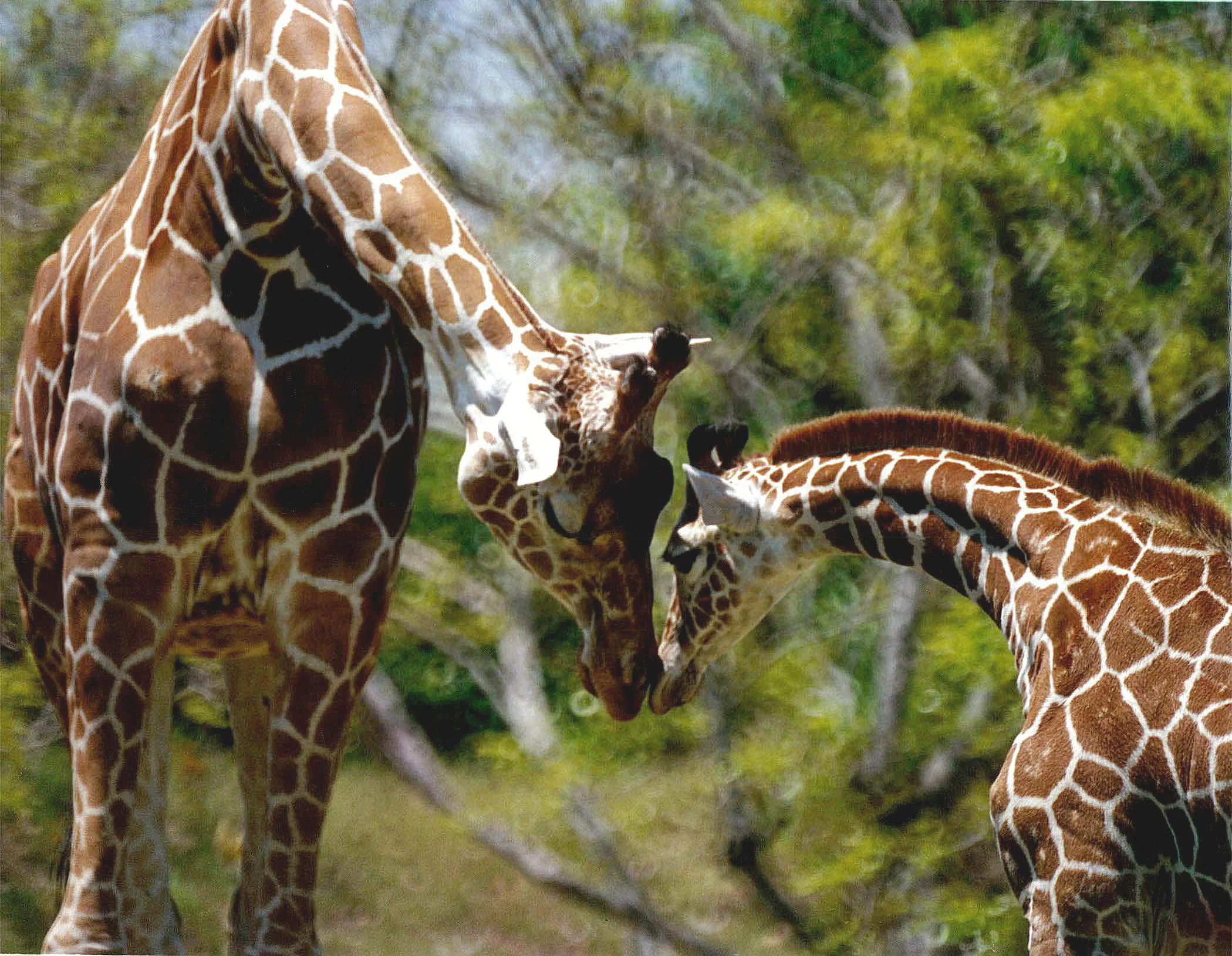 Africa - Giraffes — Ted Schiffman Photography